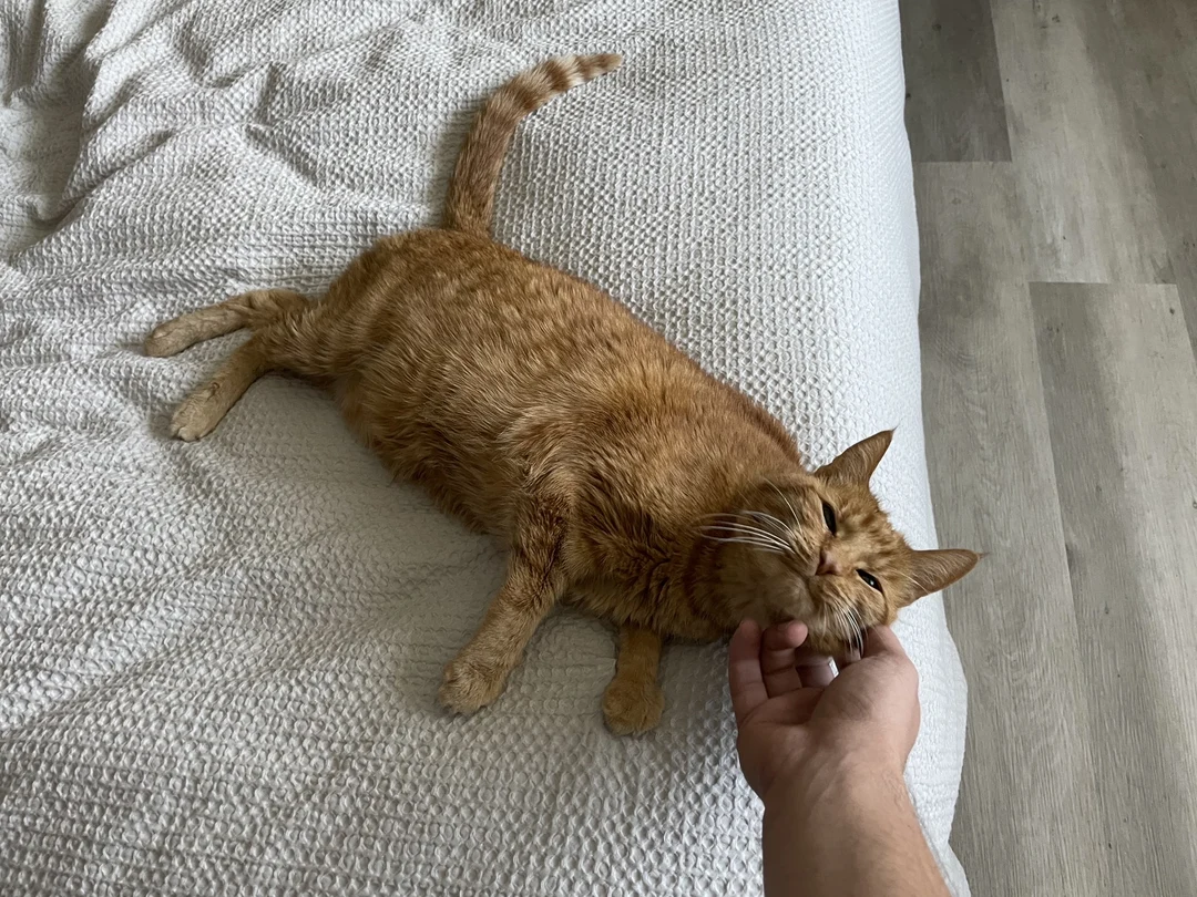 YES. Right there. Oooo, good scritches, hooman. | Scrolller