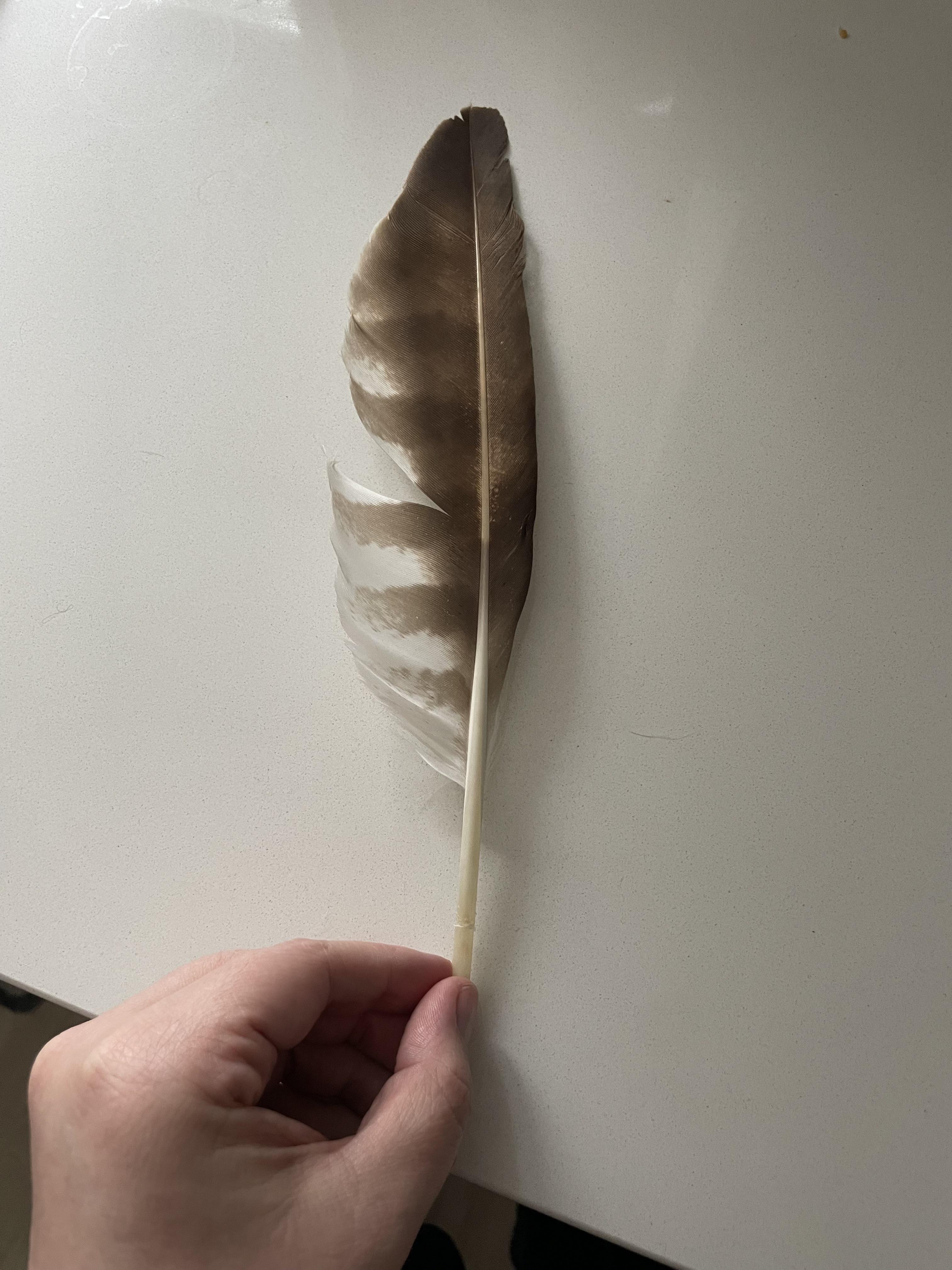 Feather identification | Scrolller