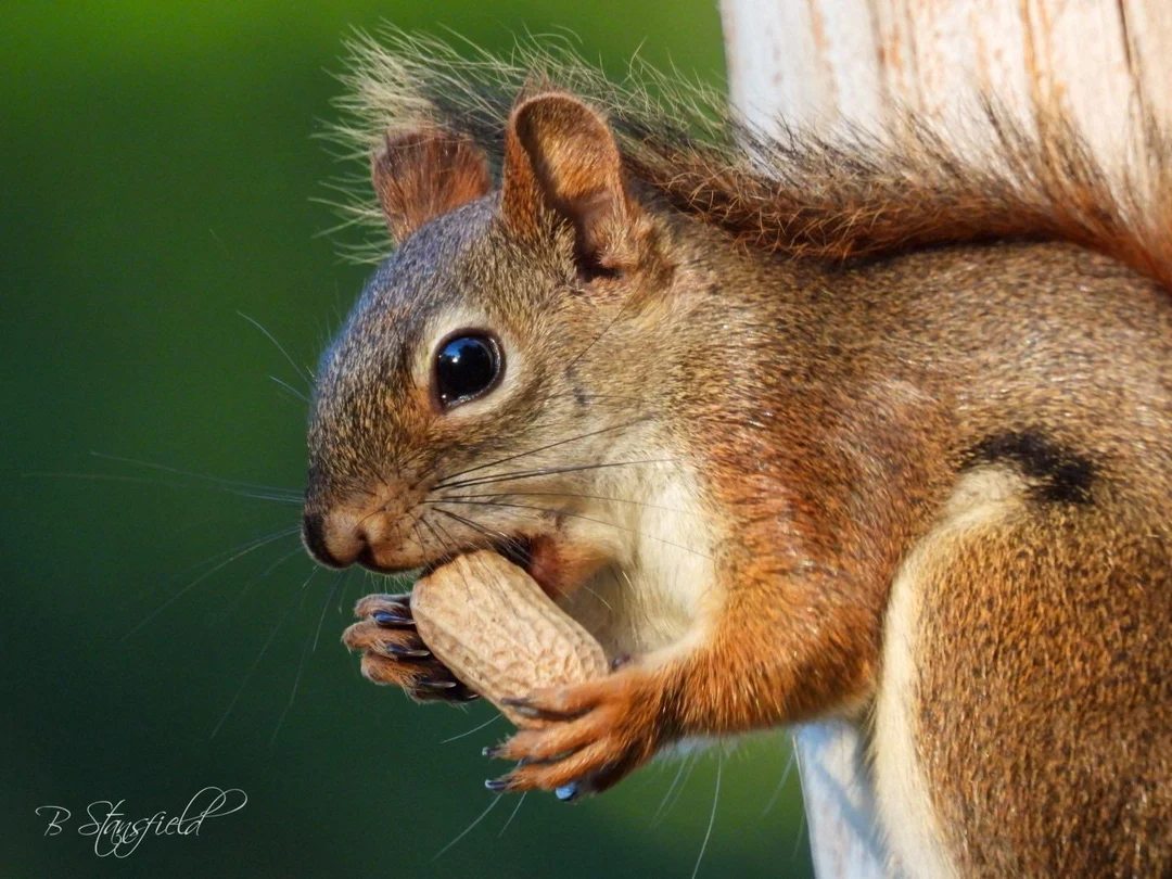 Ginger has a big peanut! | Scrolller