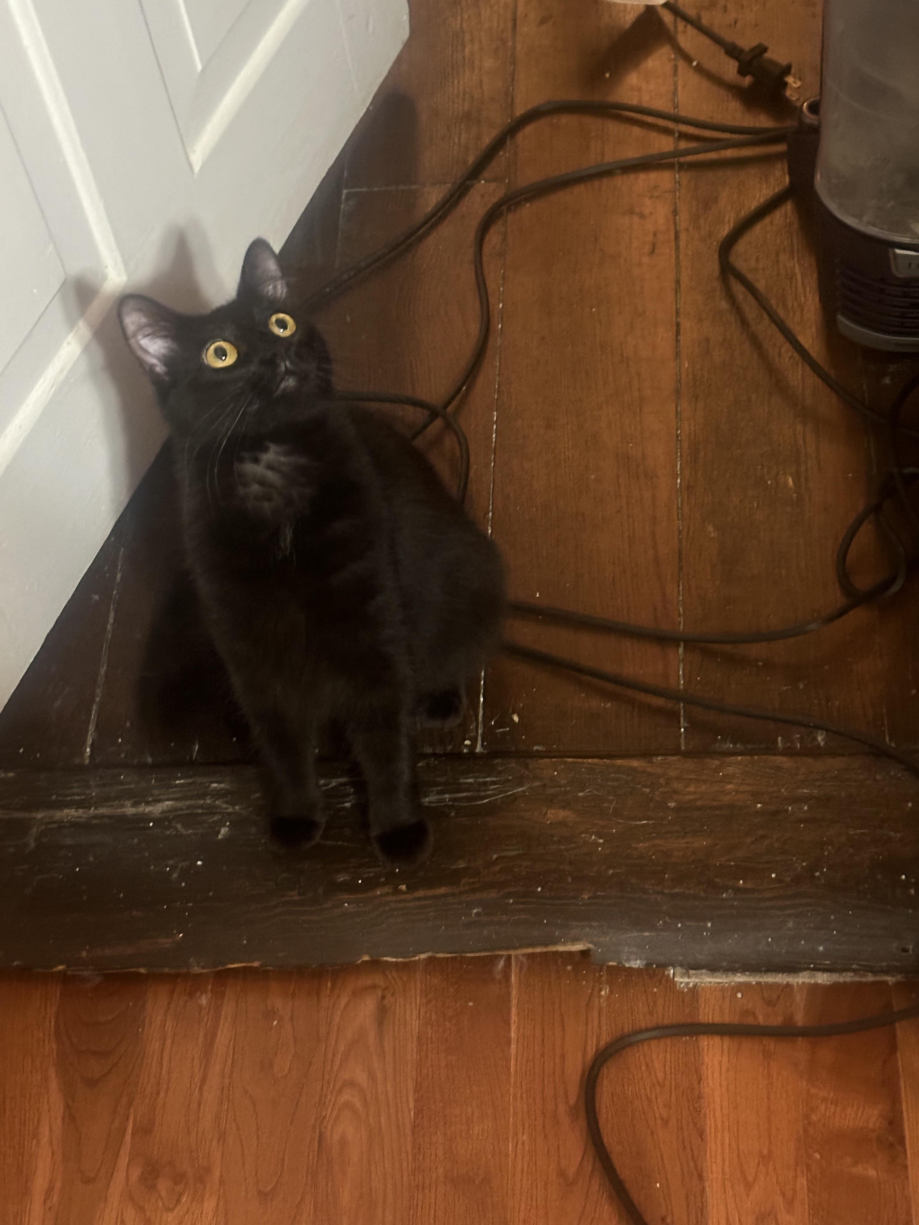 Natural born moth killer on the hunt. | Scrolller