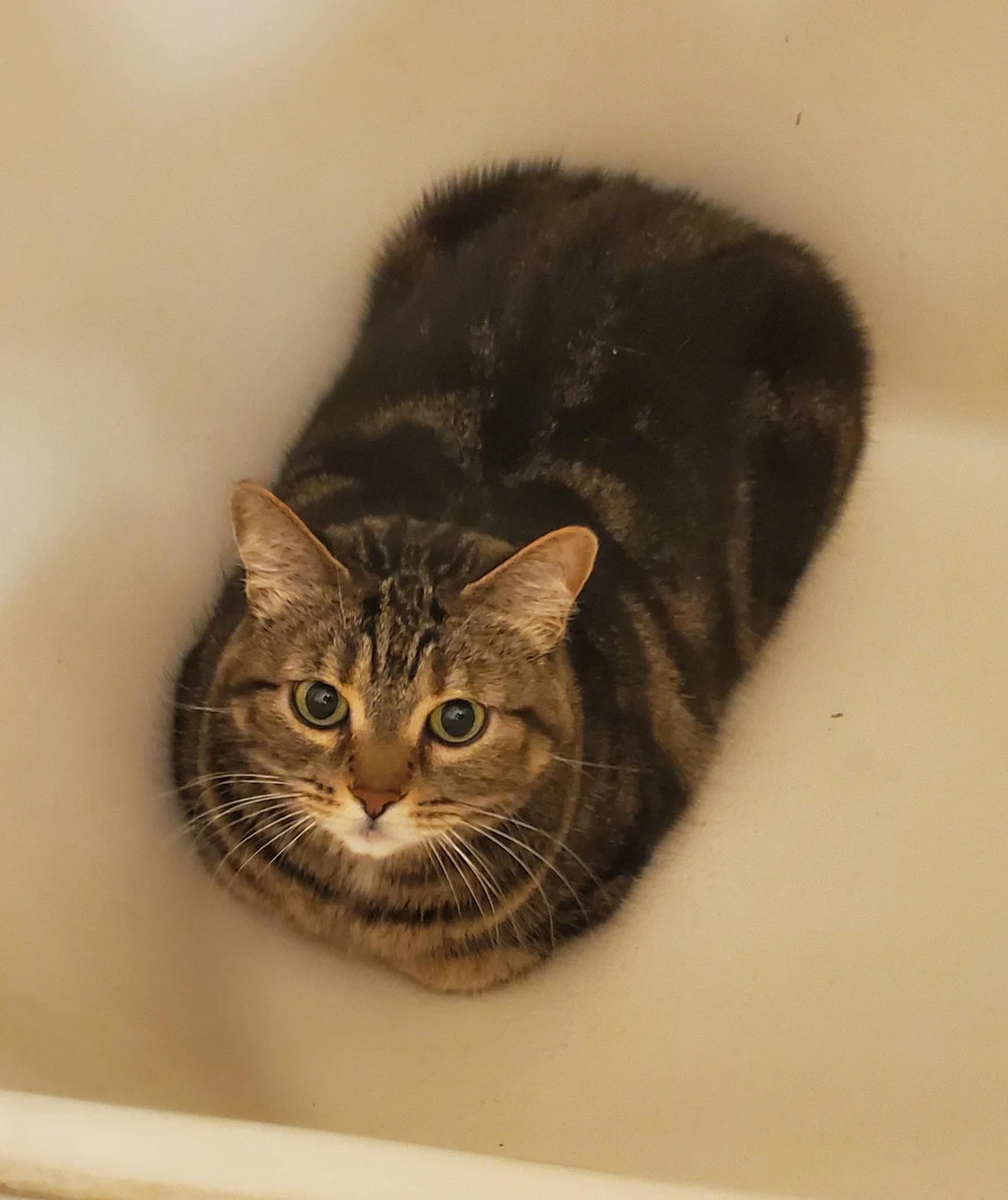 Enjoy my cats perfect loaf form! | Scrolller