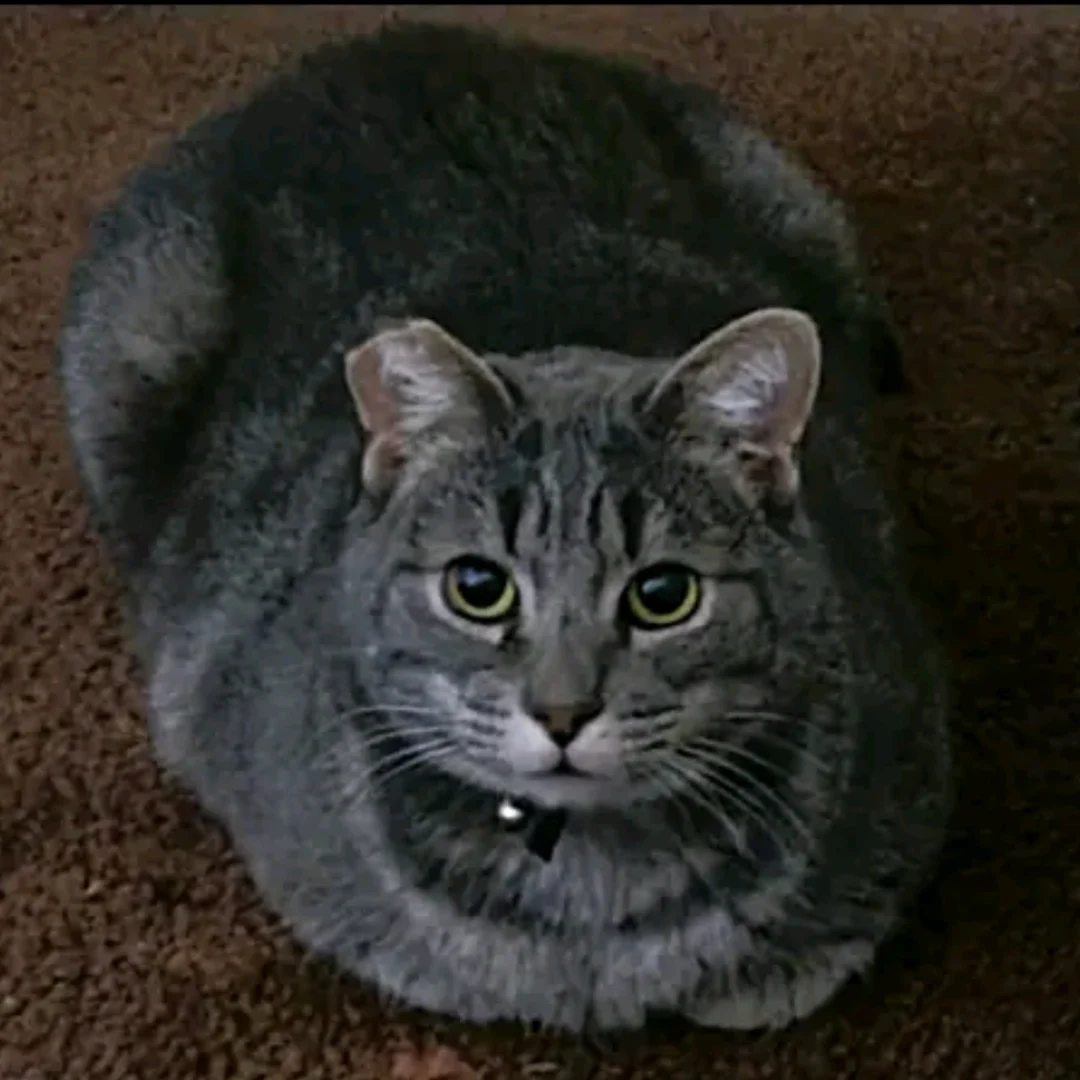 Surprised Loaf! | Scrolller