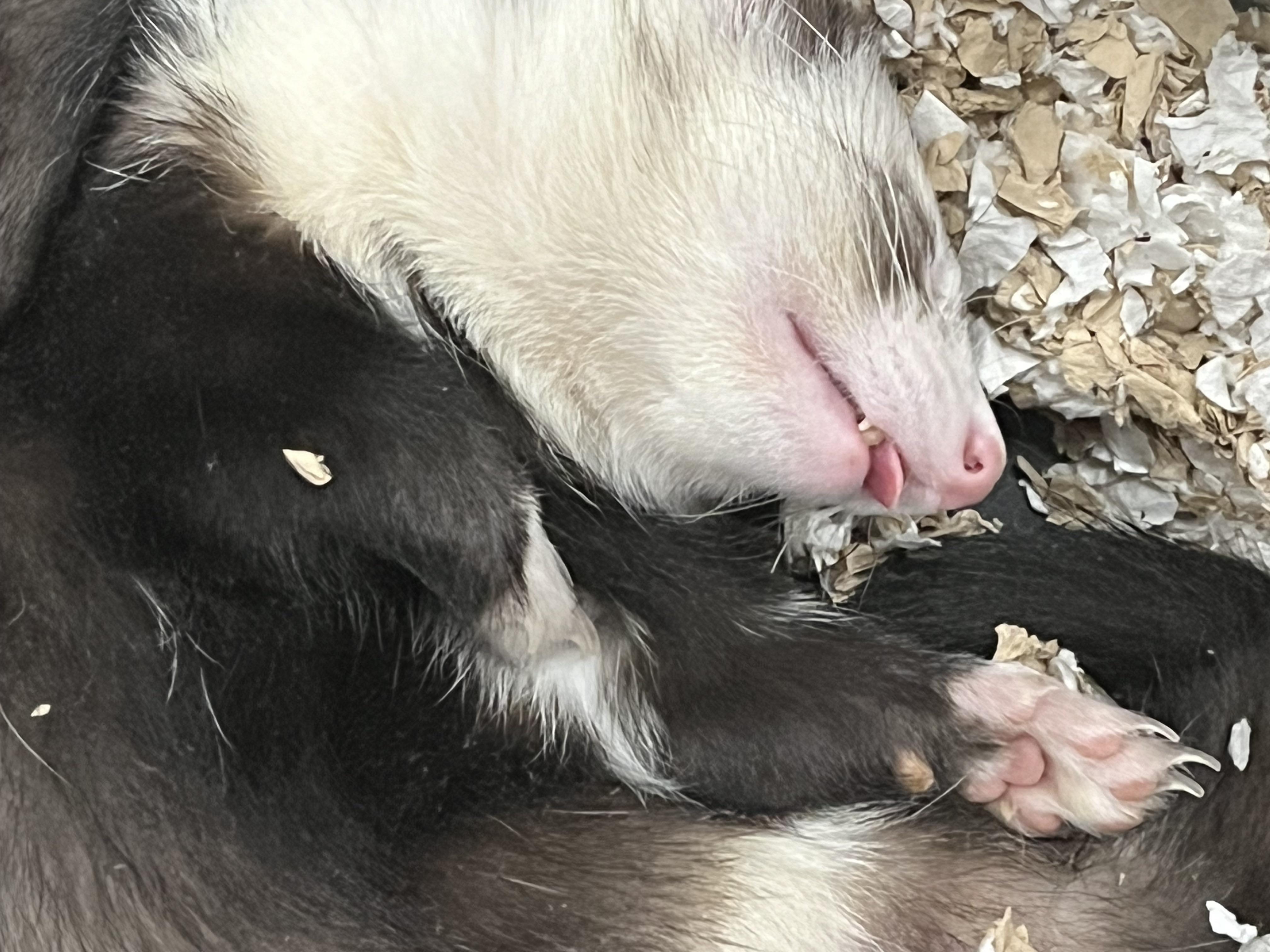Are ferret bleps allowed? | Scrolller