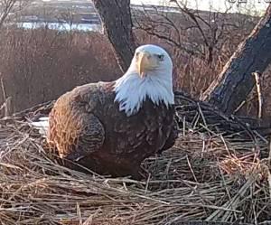 Oc bald eagle | Scrolller