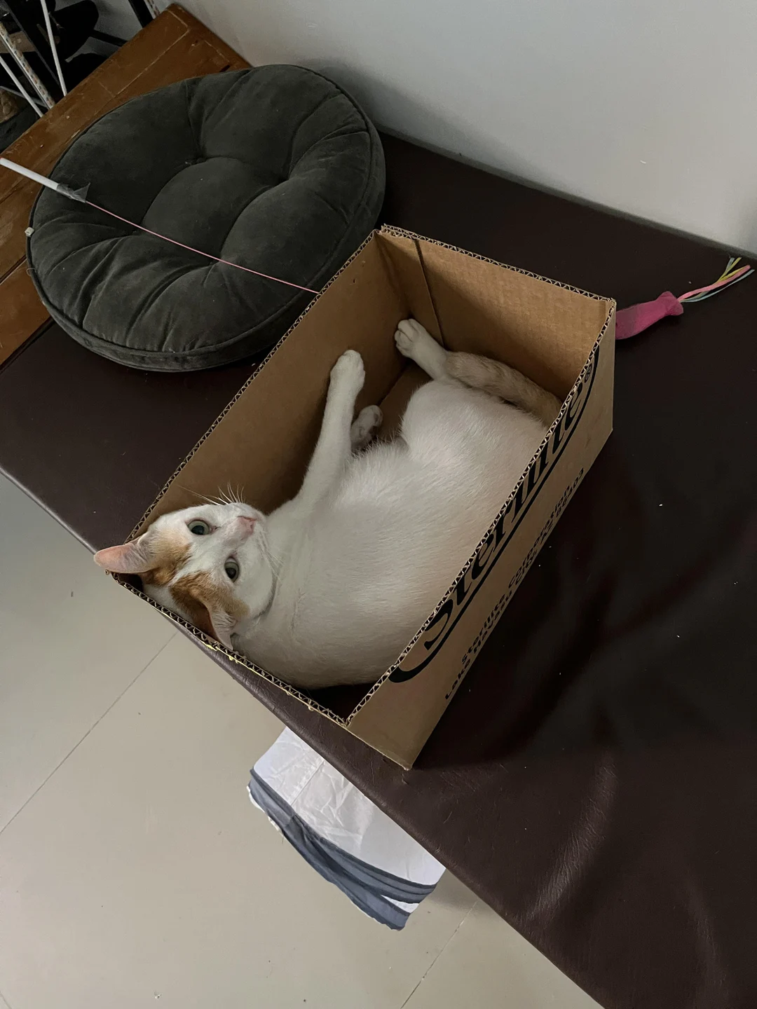 Perfect trap | Scrolller