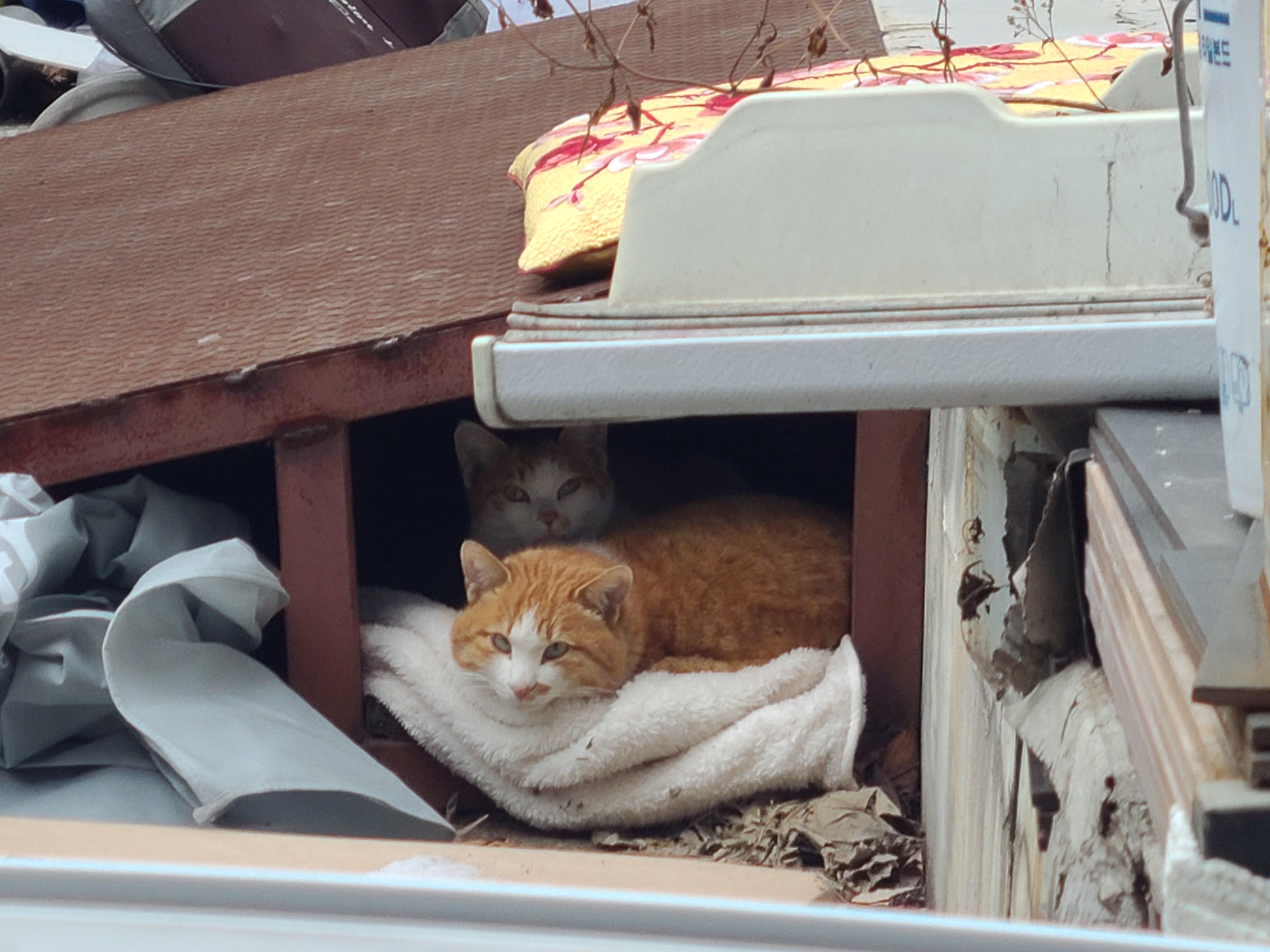 Seoul Strays Keeping Warm | Scrolller