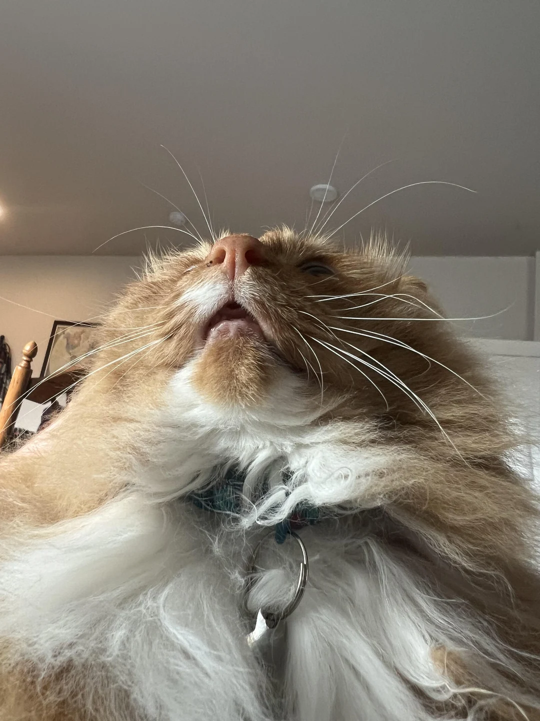 POV you just wake up from a nap with a heavy weight on your chest. | Scrolller