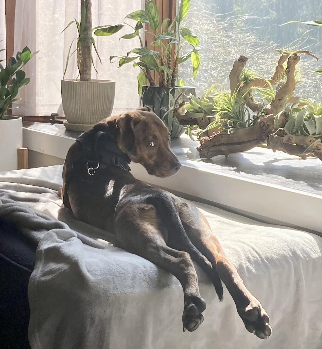 Derp Dog | Scrolller