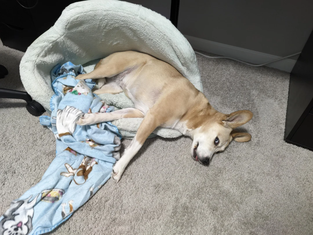Roxy never was very good at using the bed | Scrolller