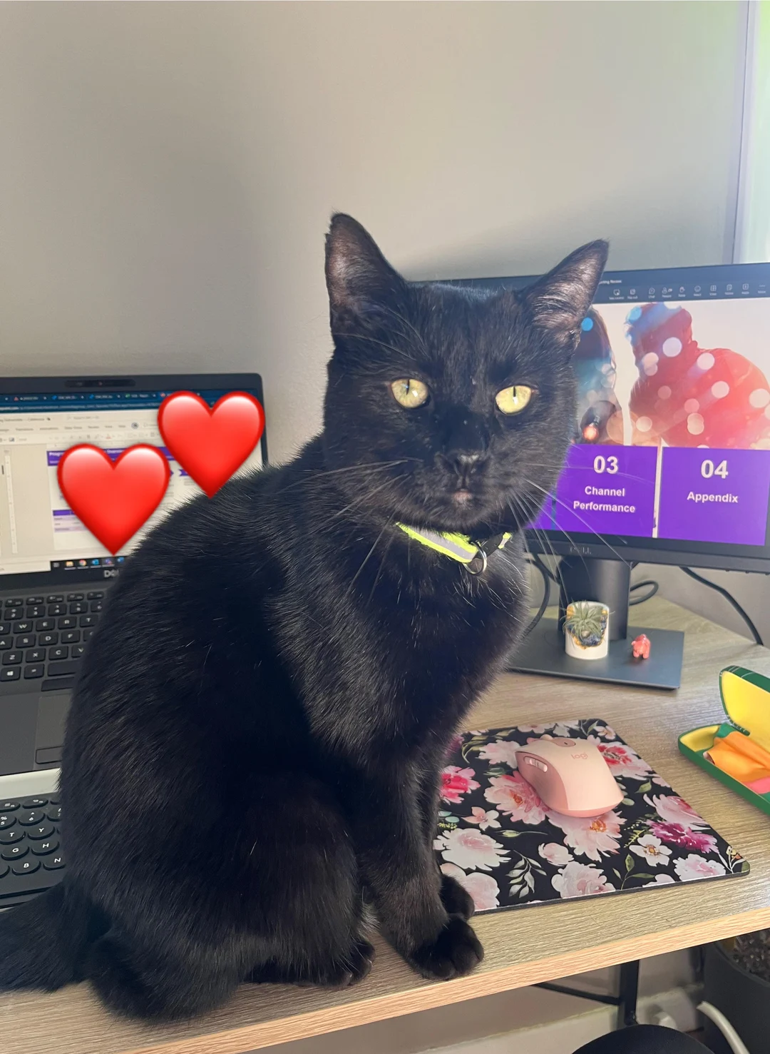 Green Eyed Panther 🫶🏻 | Scrolller