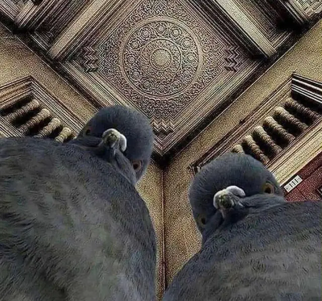 Photobombing pigeons | Scrolller