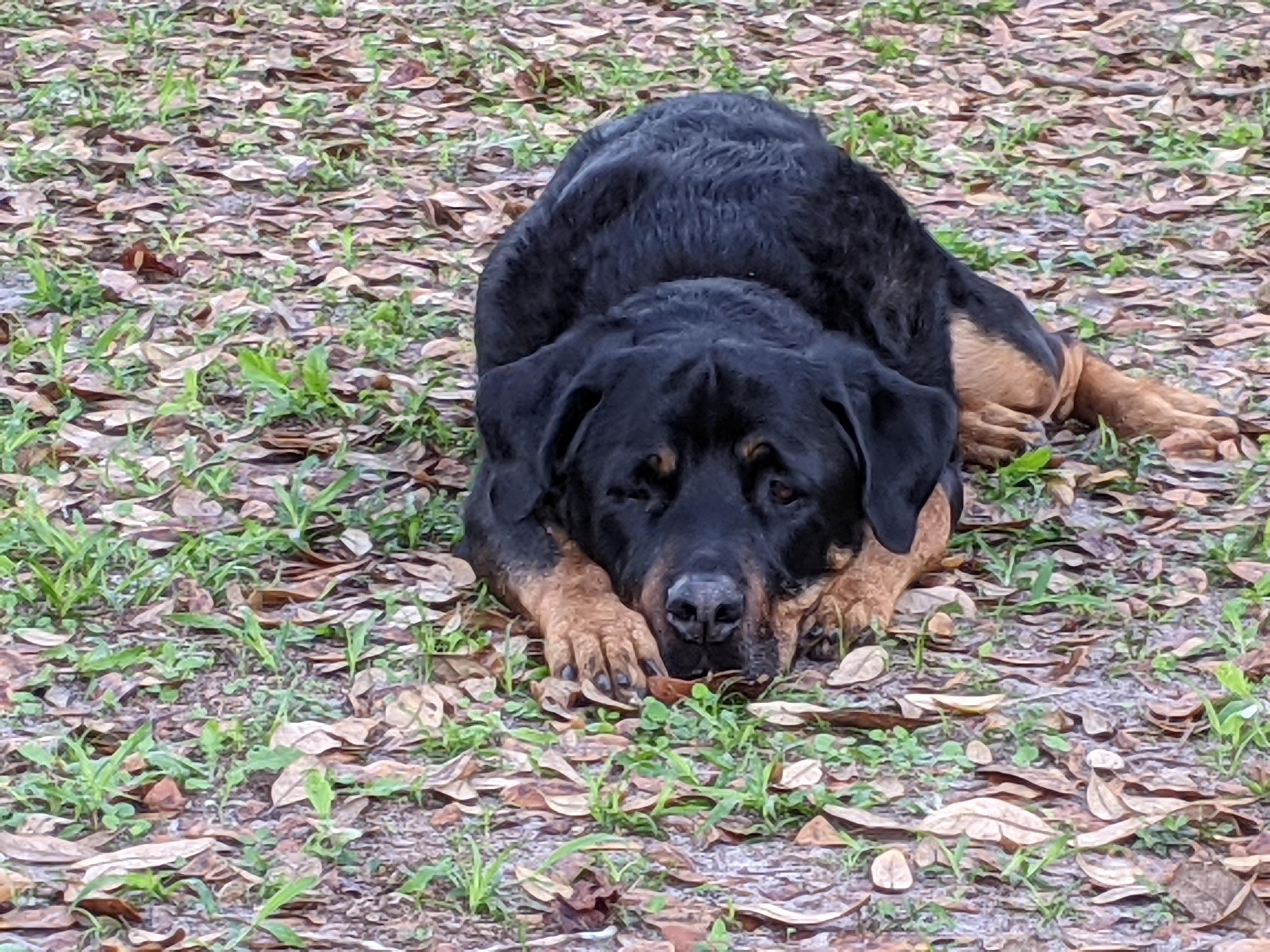 Long day without a leash! | Scrolller