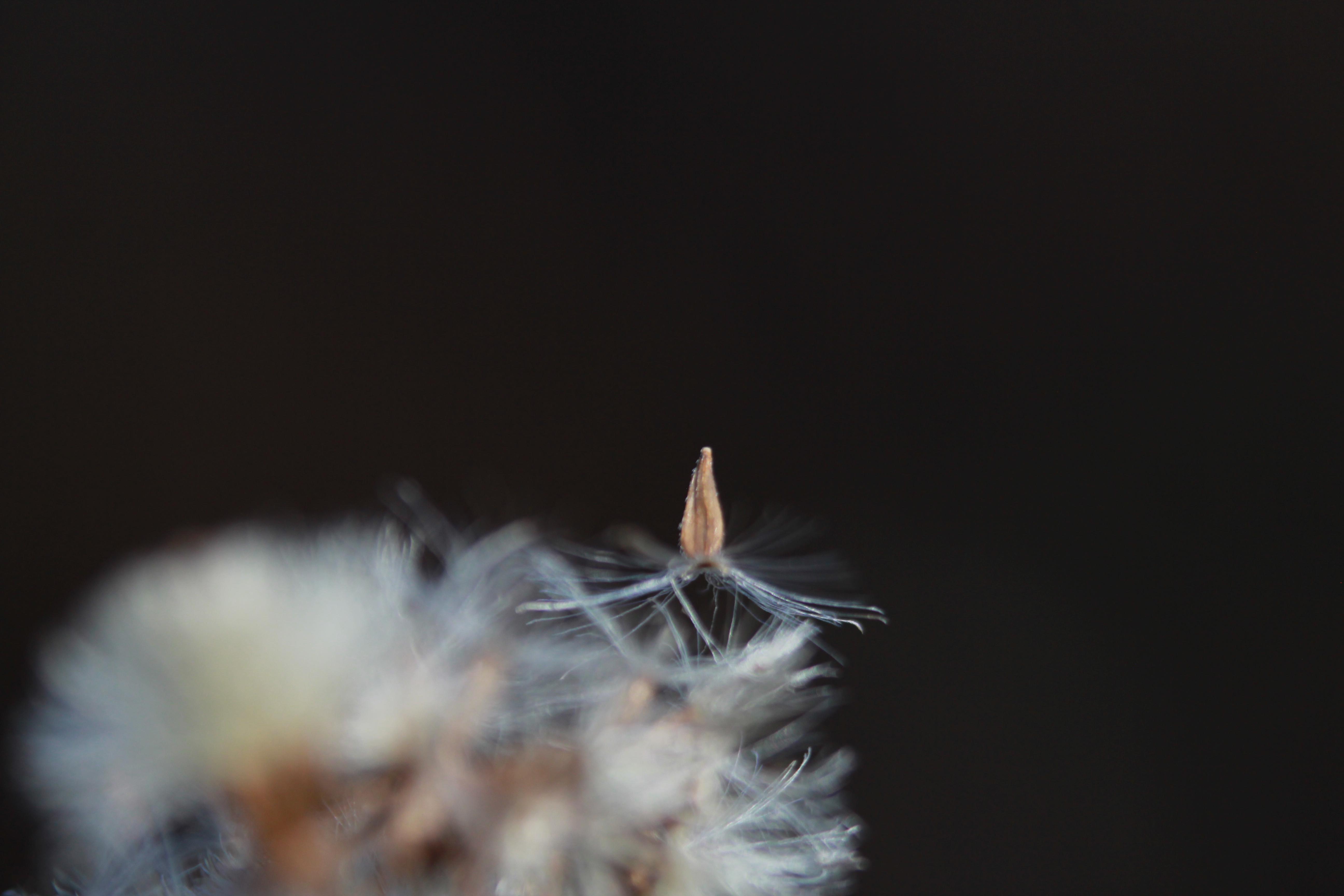 working on foreground with my macro photos | Scrolller