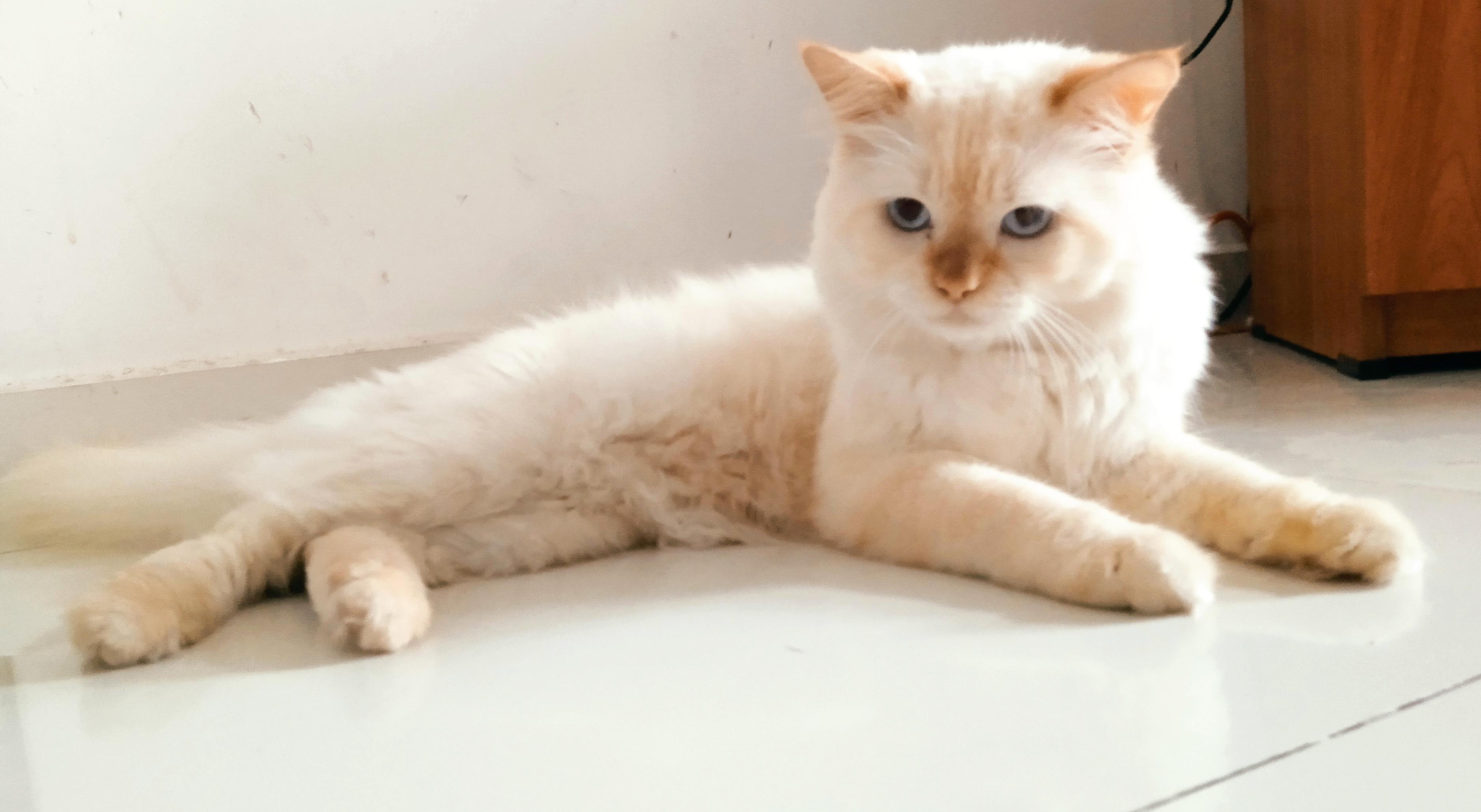 Day 2 of my Floofy... | Scrolller