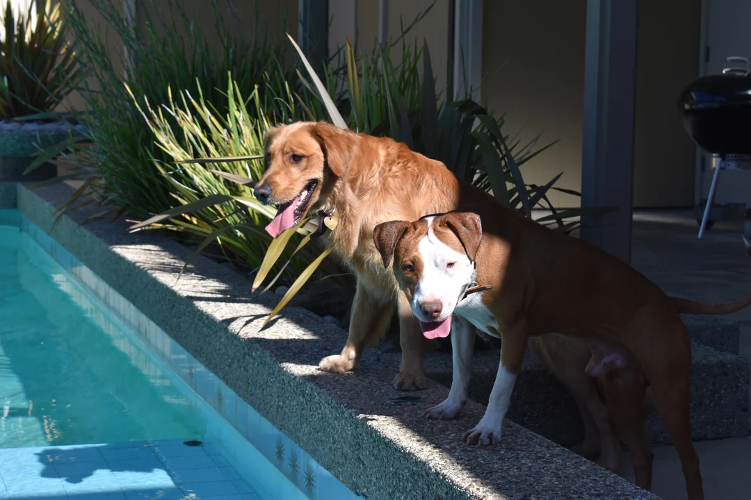 Chillin poolside | Scrolller