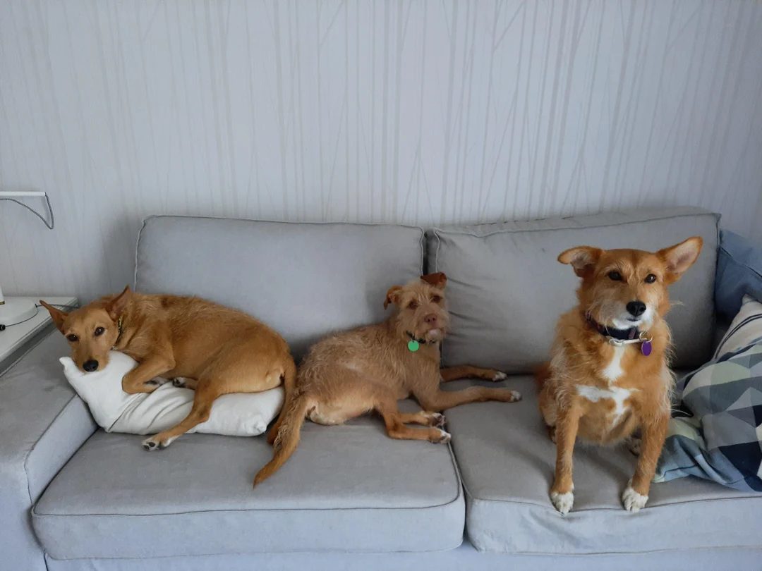 Look at my cuddly gang! | Scrolller