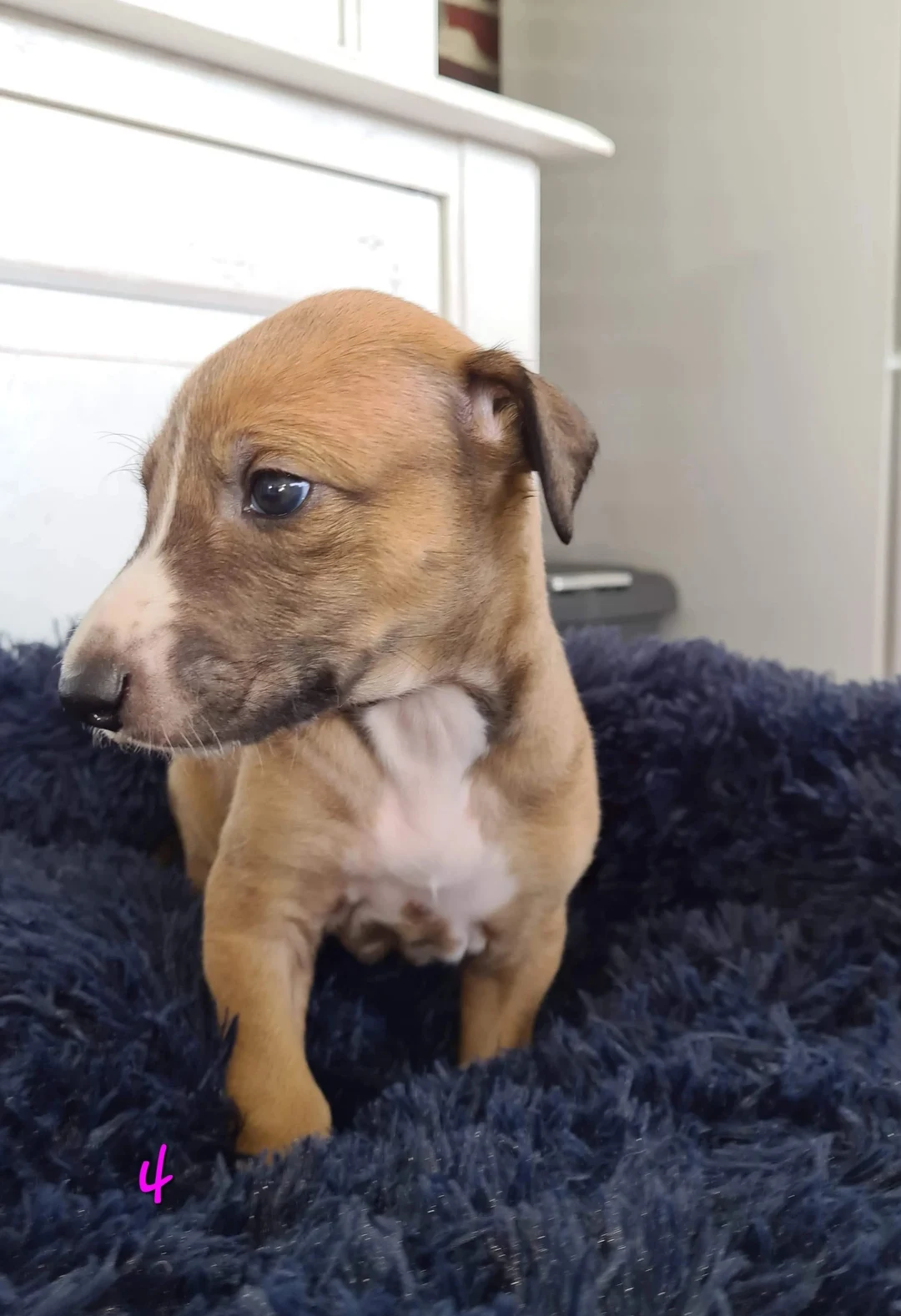 My greyhound puppy evolution with some pics (4 weeks to 7 months) | Scrolller