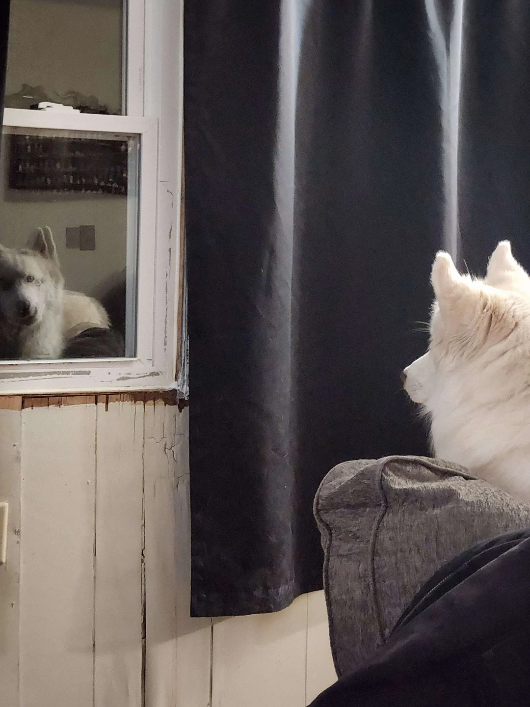 My husky having a stare down with the mysterious dog that lives in the windows reflection. He ...