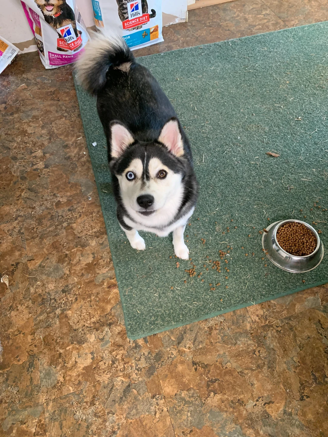 Are mini huskies welcome? | Scrolller