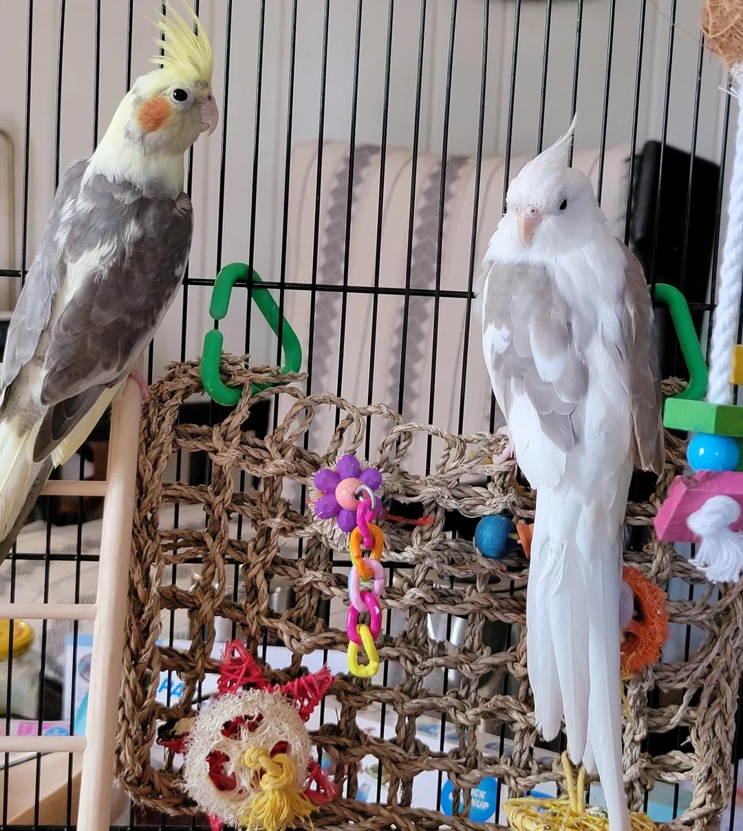 Help identifying my babies color mutations, please? | Scrolller