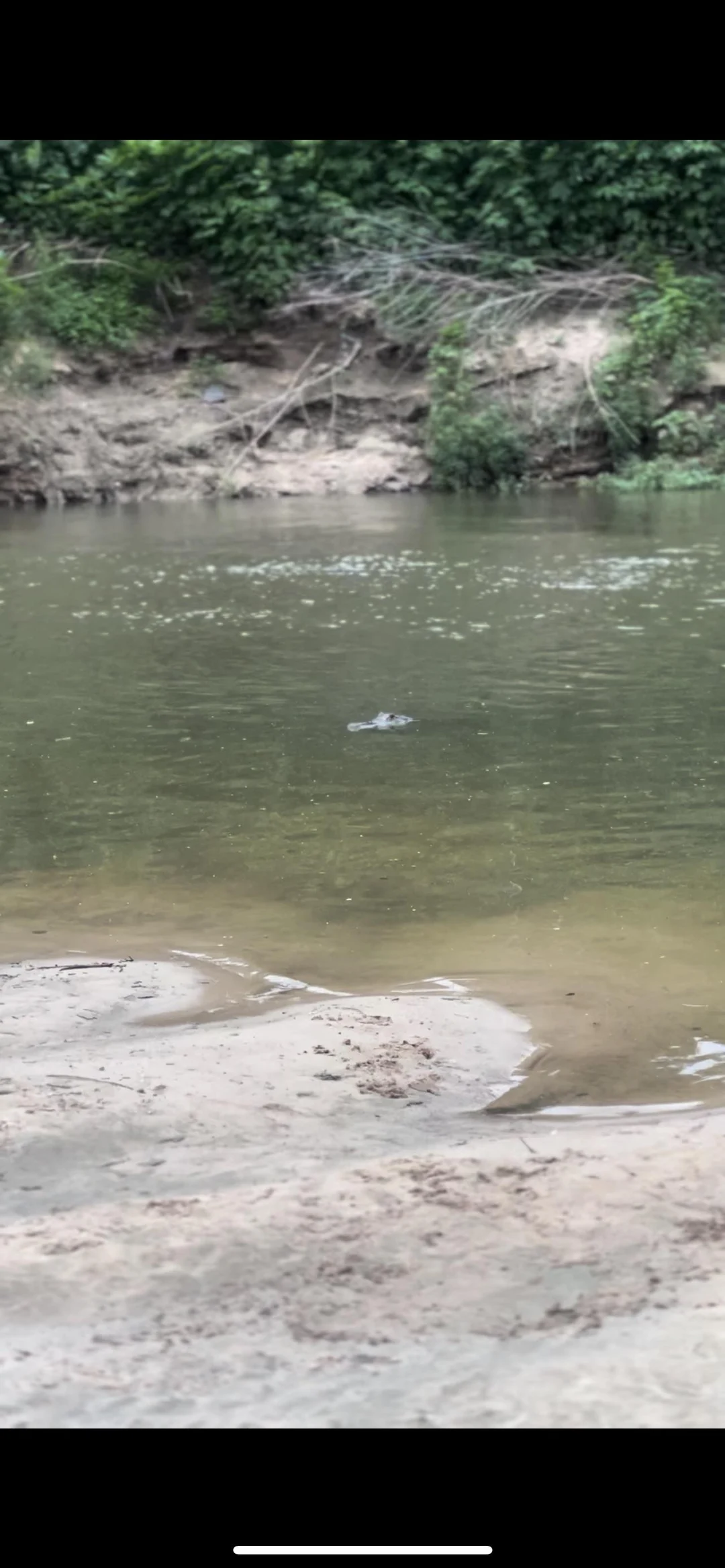 Buffalo Bayou River Aligator Etiquette | Scrolller