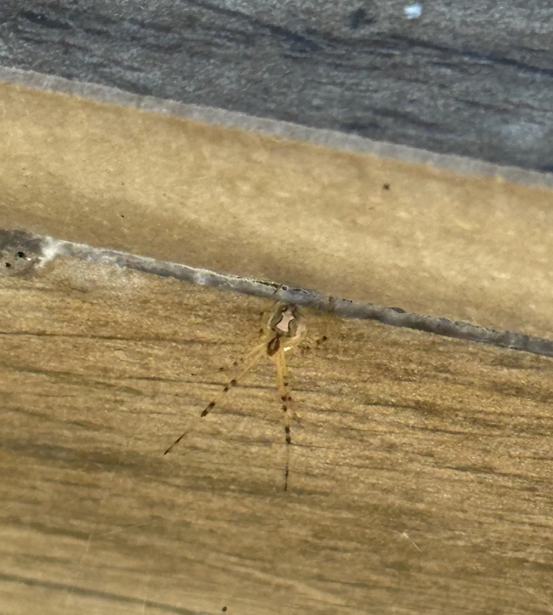 What is this spider? | Scrolller