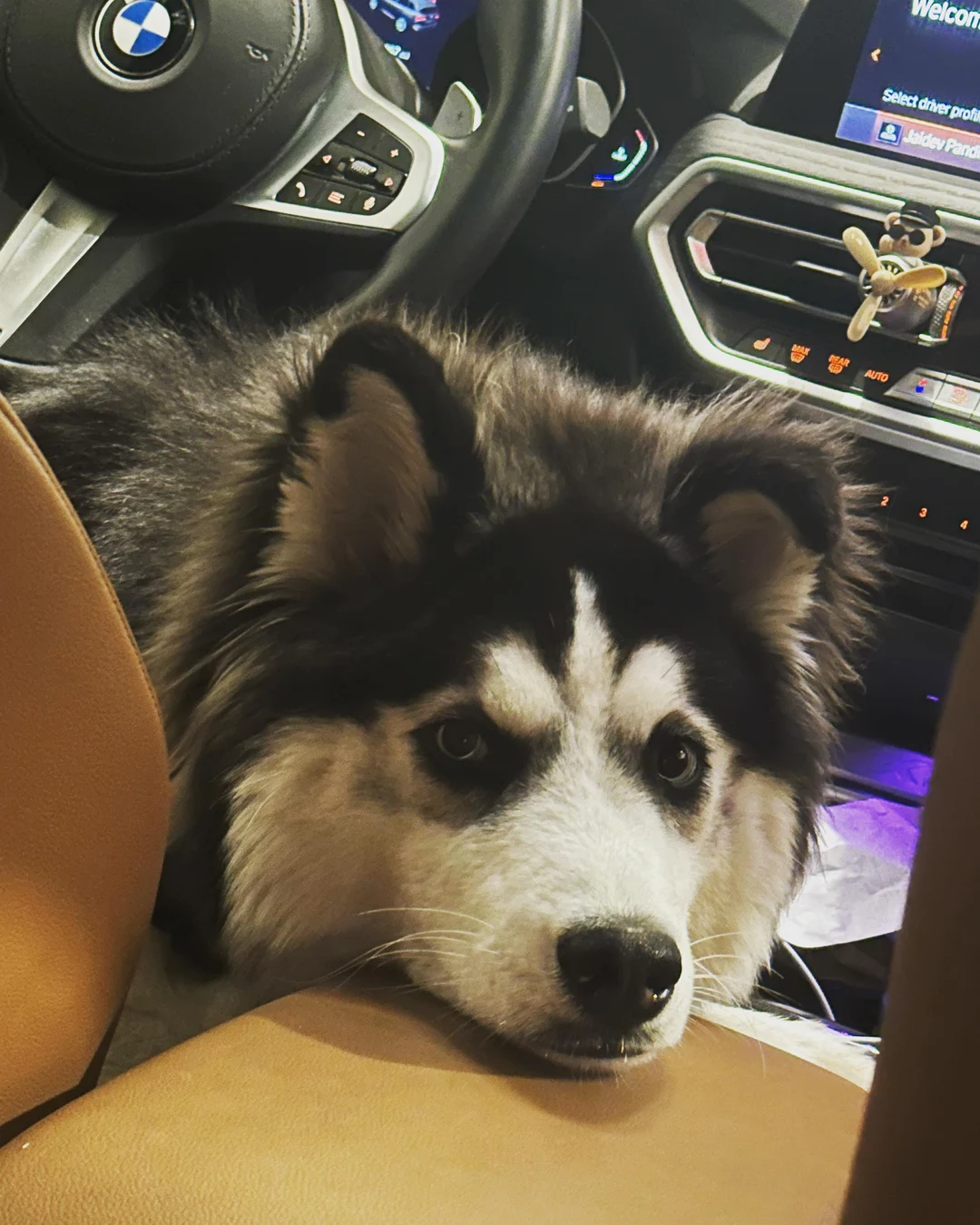 Always with attitude | Scrolller