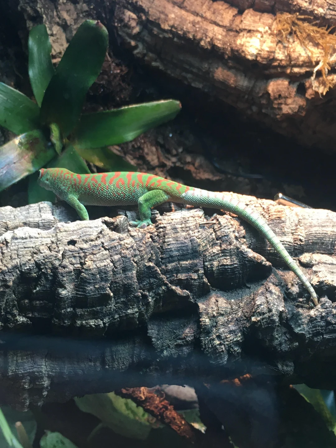 My little giant day gecko has a stuck shed on his tail | Scrolller
