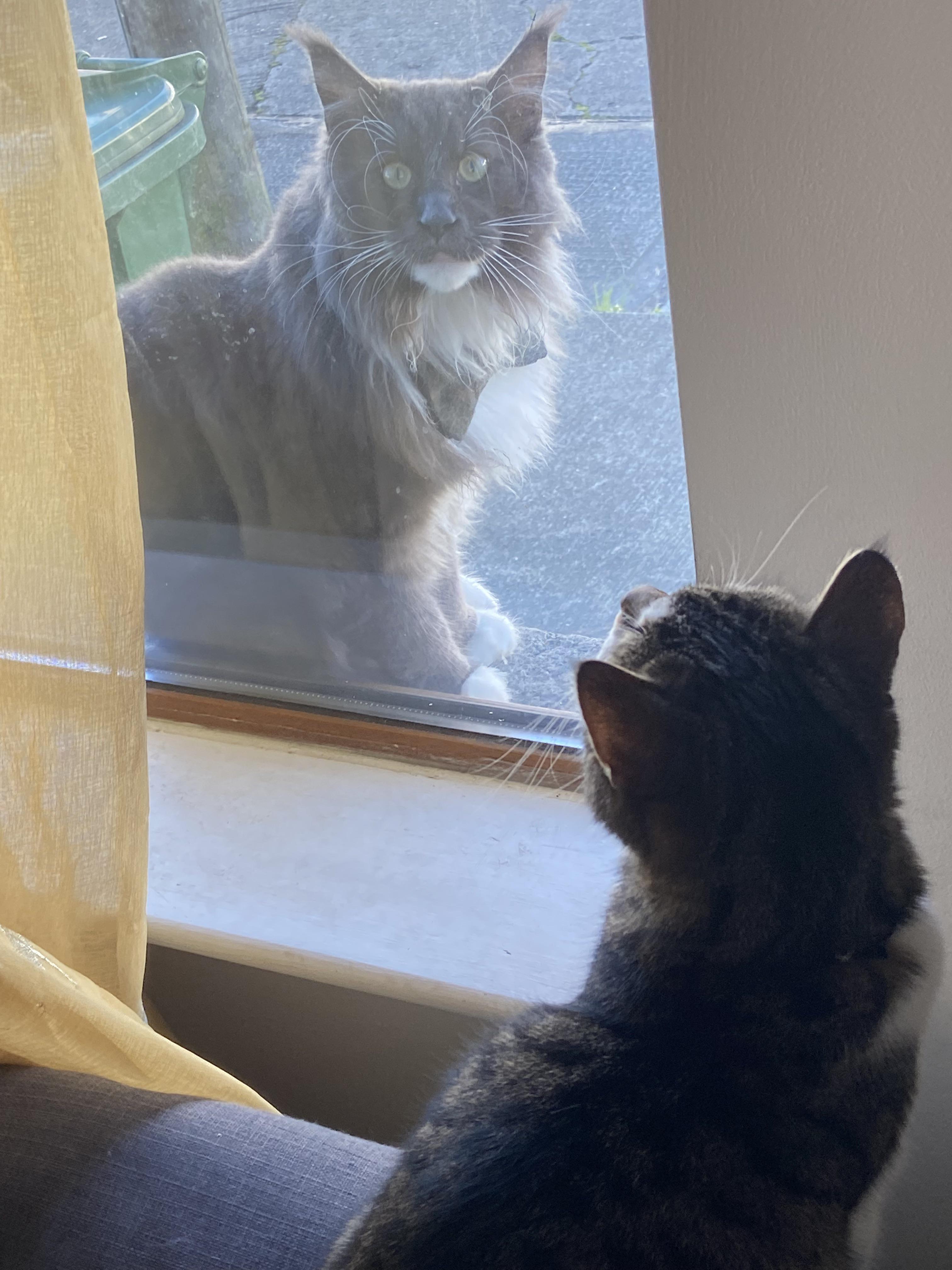 Daily standoff. | Scrolller