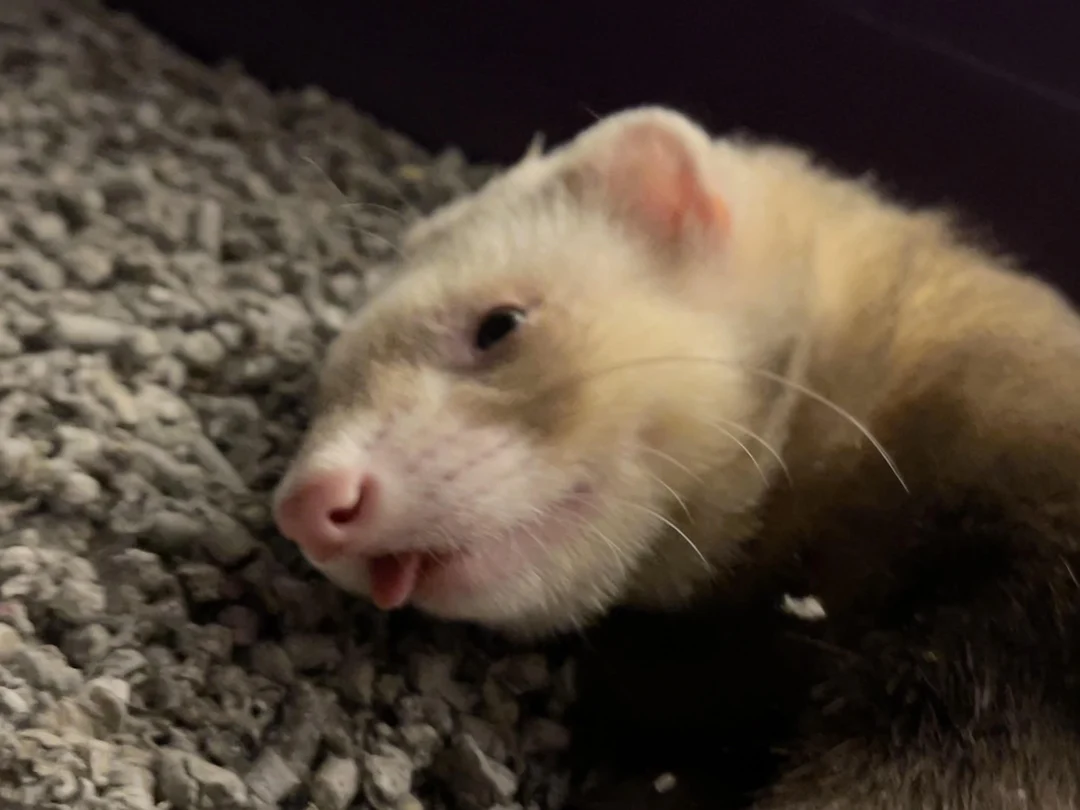 Discover more like Ferrets: my jack always sleeping with his eyes open and tongue out, always ...