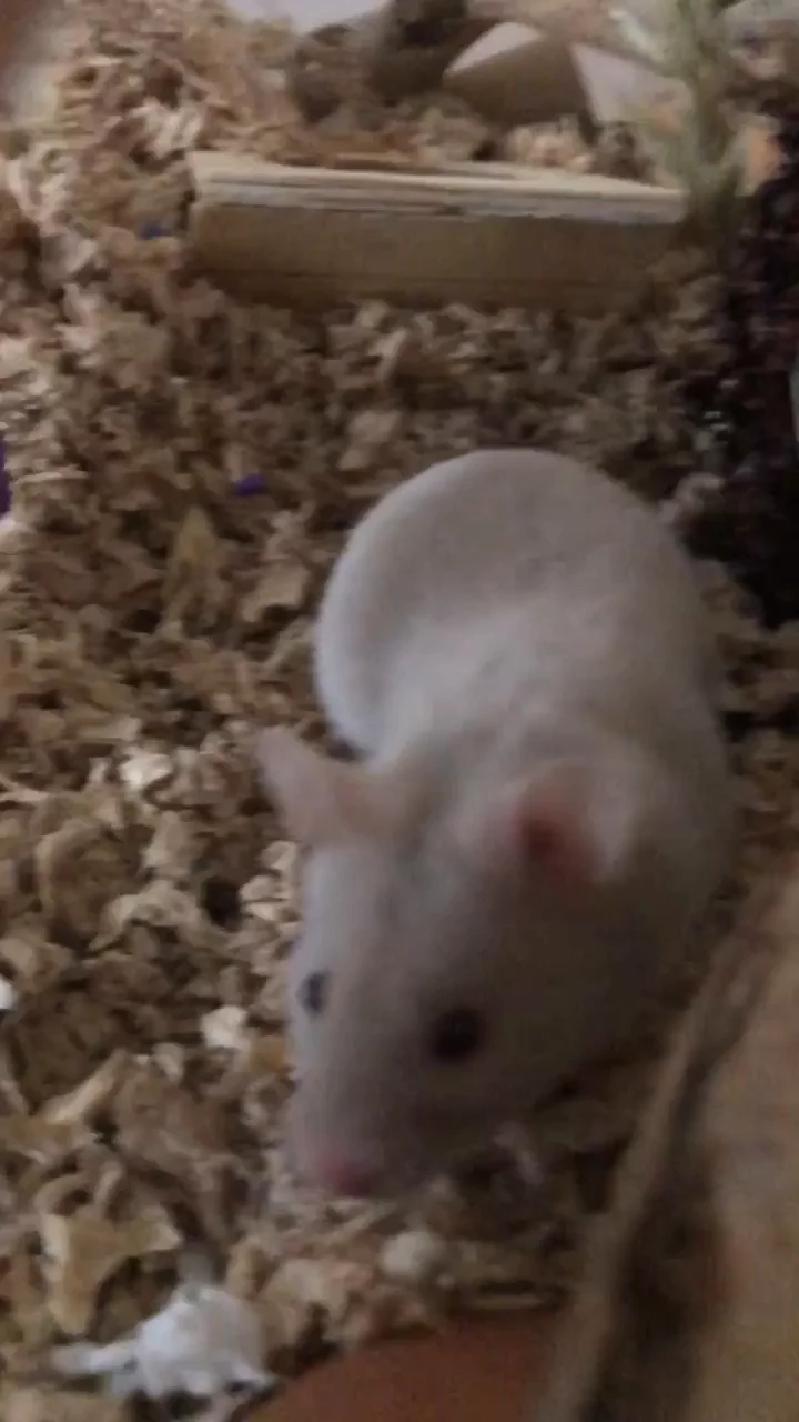 Help, how can I give my ham more enrichment? | Scrolller