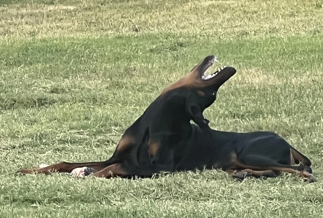 More standard Dobie behavior | Scrolller