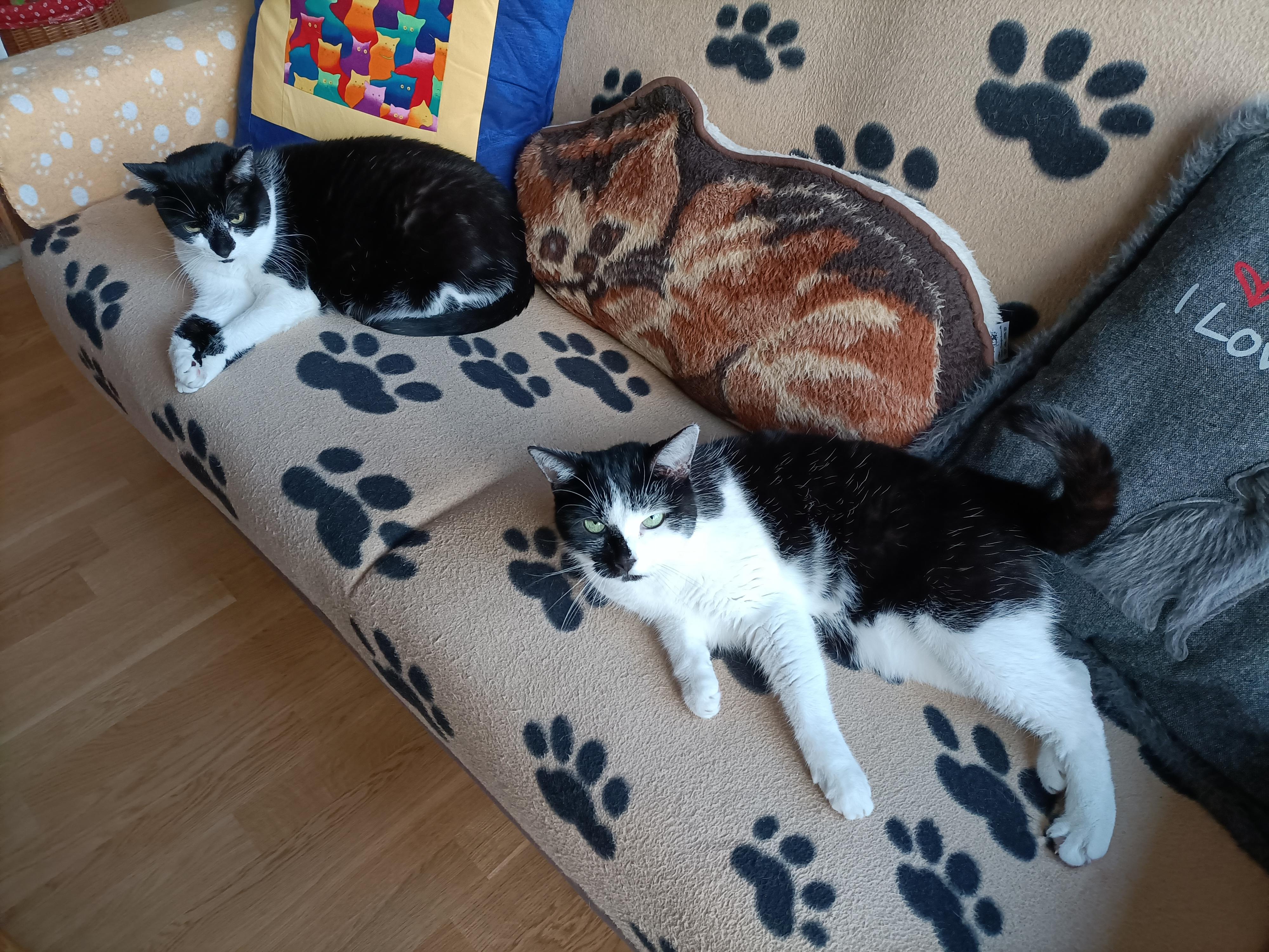 Laying around on my sofa | Scrolller