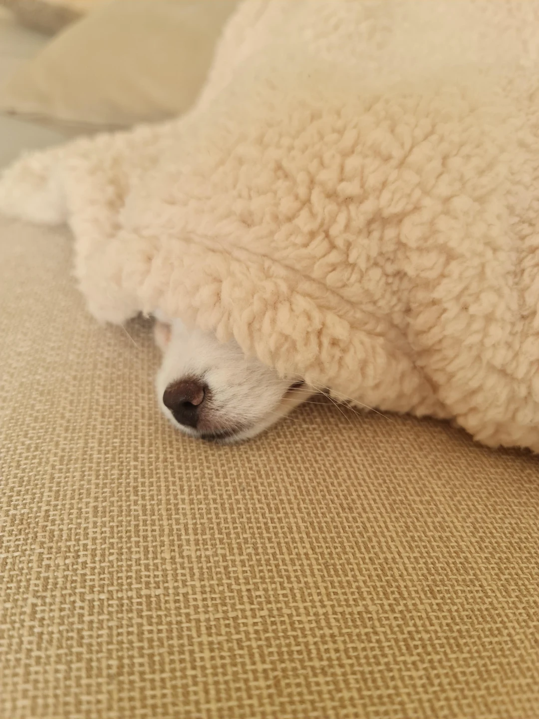 Boop the snoot | Scrolller