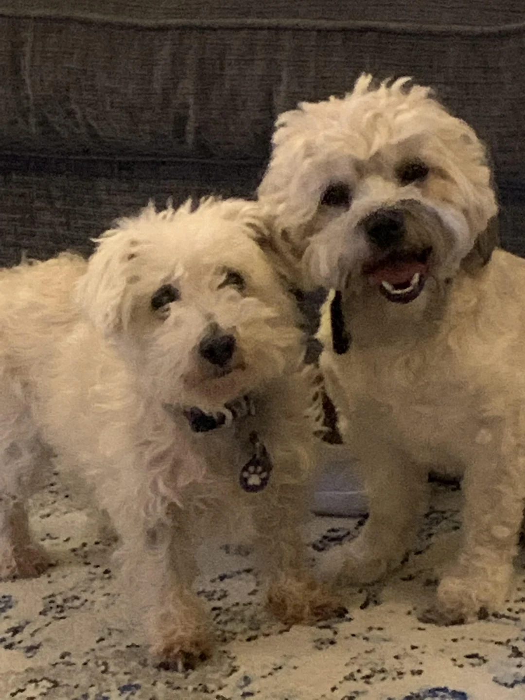 Ralphie and Frankie | Scrolller