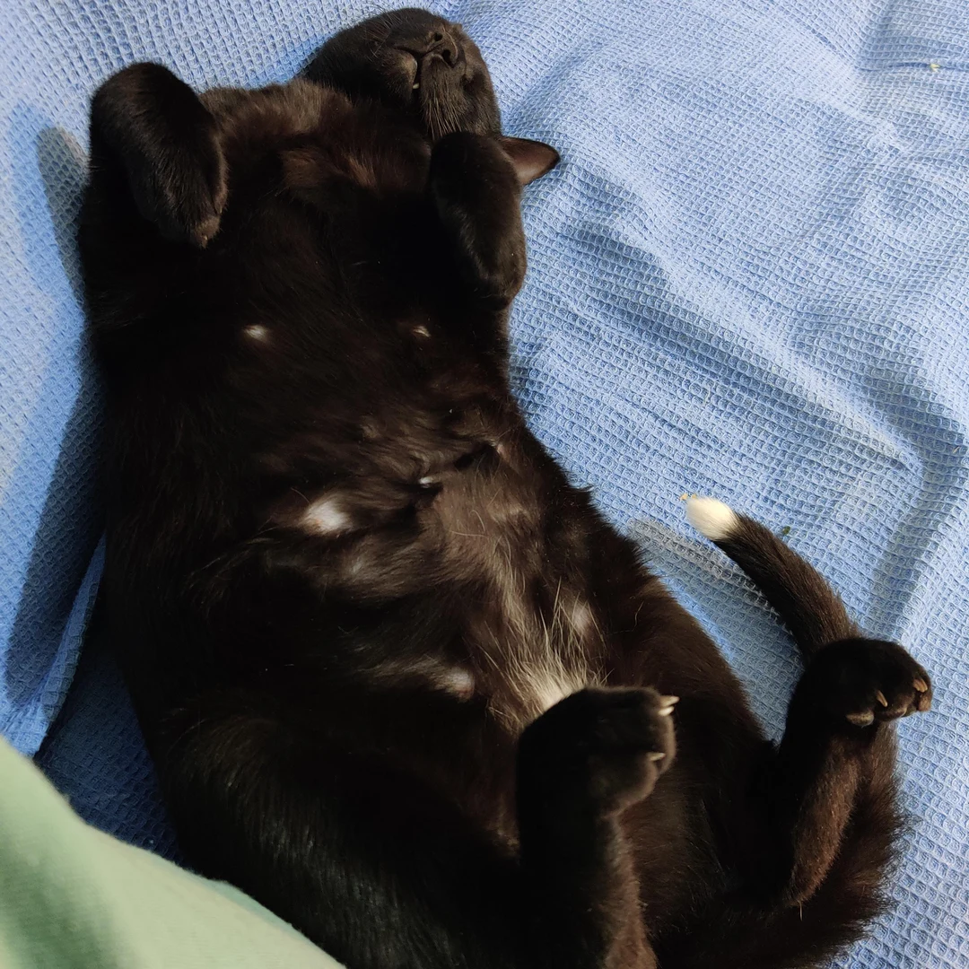 Sleepy Candle Void | Scrolller