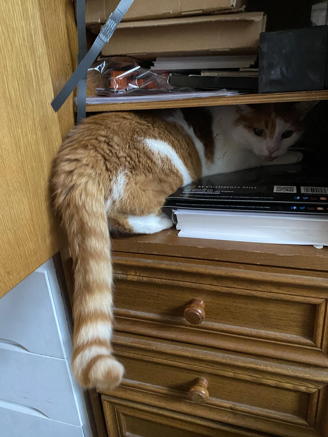 Cupboard door: *opens revealing small void*. Cat: | Scrolller