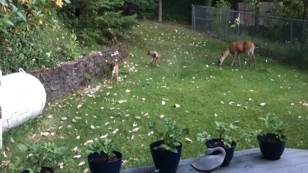 Triplet Fawn Zoomies in My Backyard | Scrolller