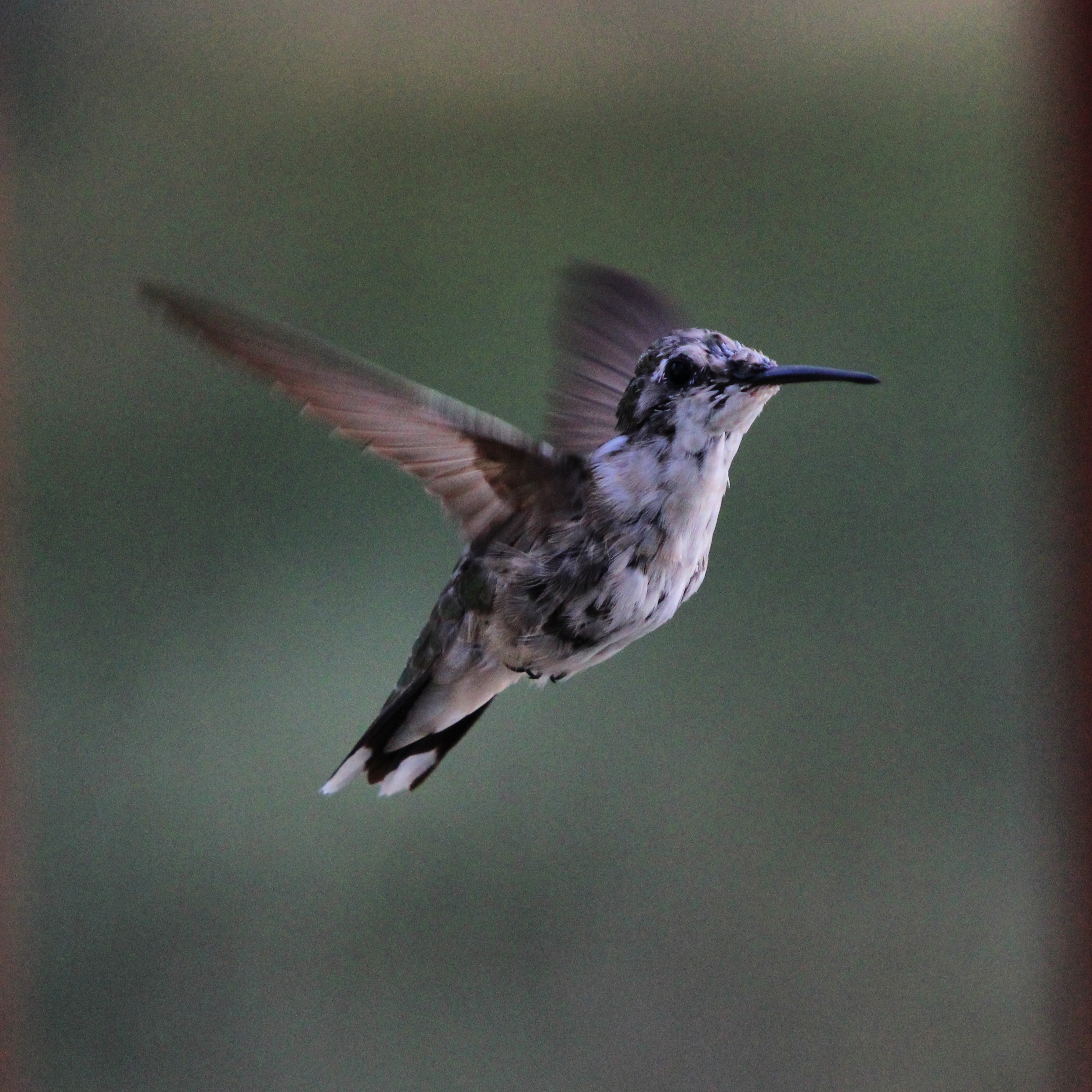 Ruby throated humming bird up close | Scrolller