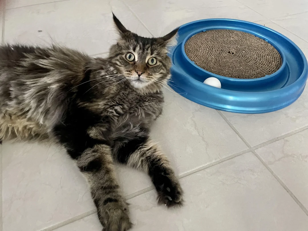 Turbo mode activated | Scrolller