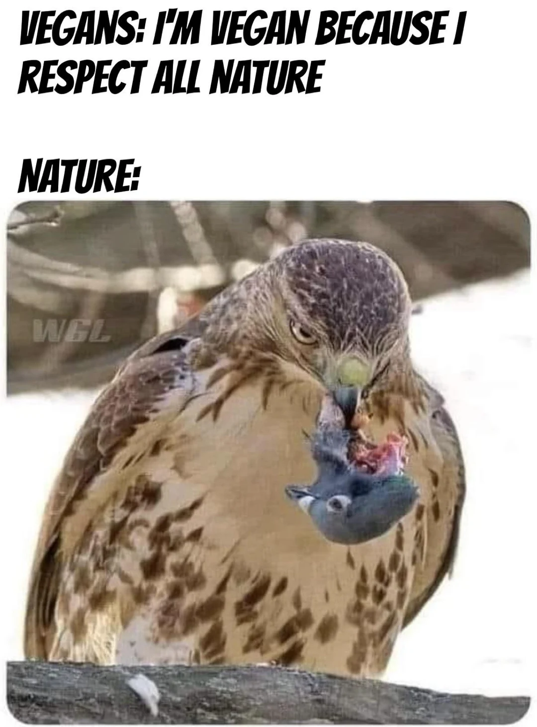 Don't Cluck around, go Vegan!! | Scrolller