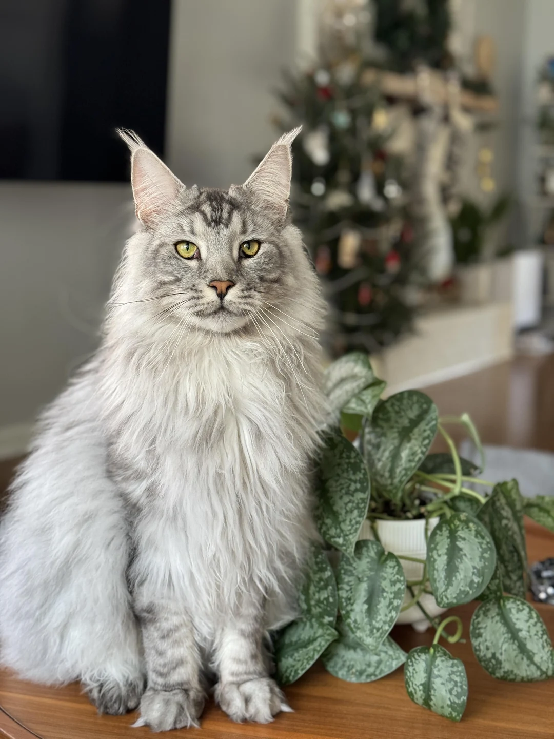 Distinguished Gentlemen | Scrolller