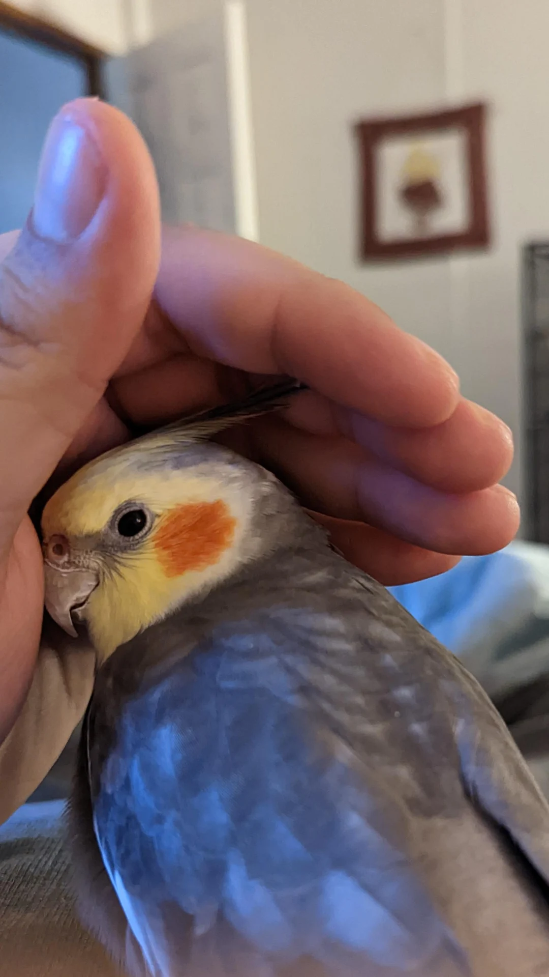 Just wanted to share a shot of my boy Quincy nestled into my hand. He's a real cuddly creature ...
