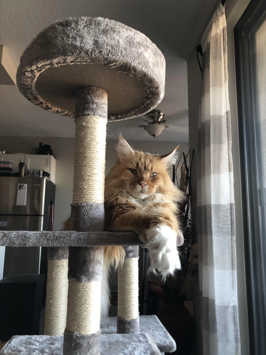 Aslan the lion | Scrolller