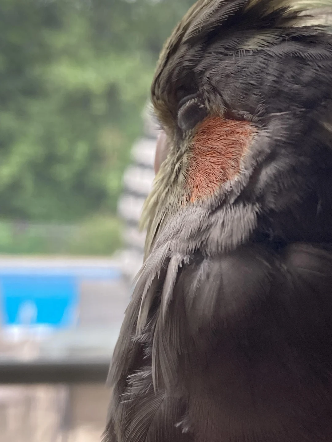 Pepper posing passively | Scrolller