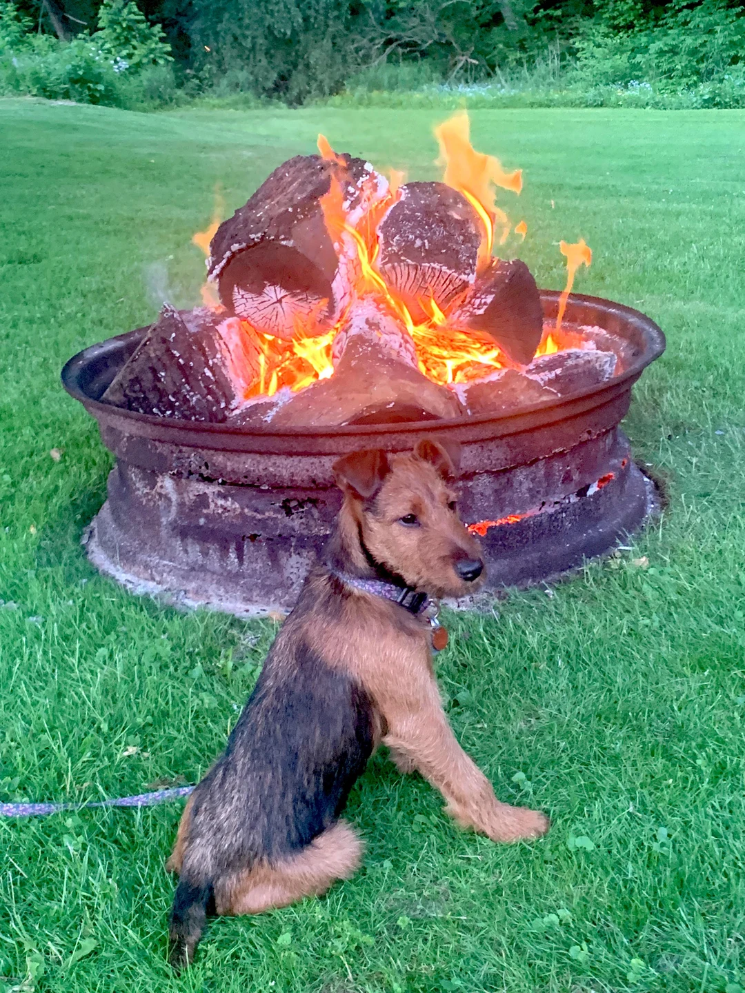 Pearl enjoying her first campfire 🔥 | Scrolller