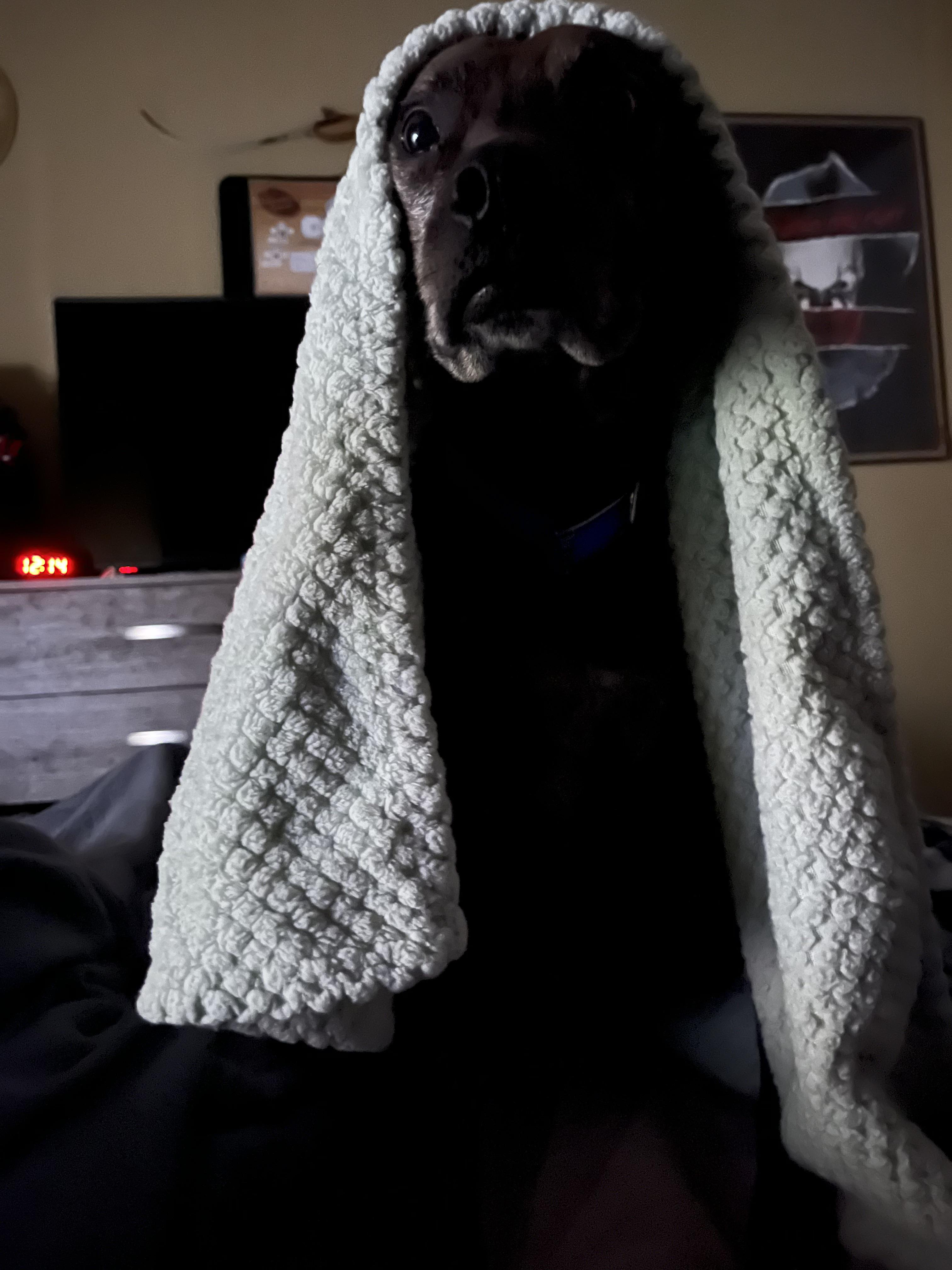 Discover more like Greyhounds: Boo! and Related Content | Scrolller