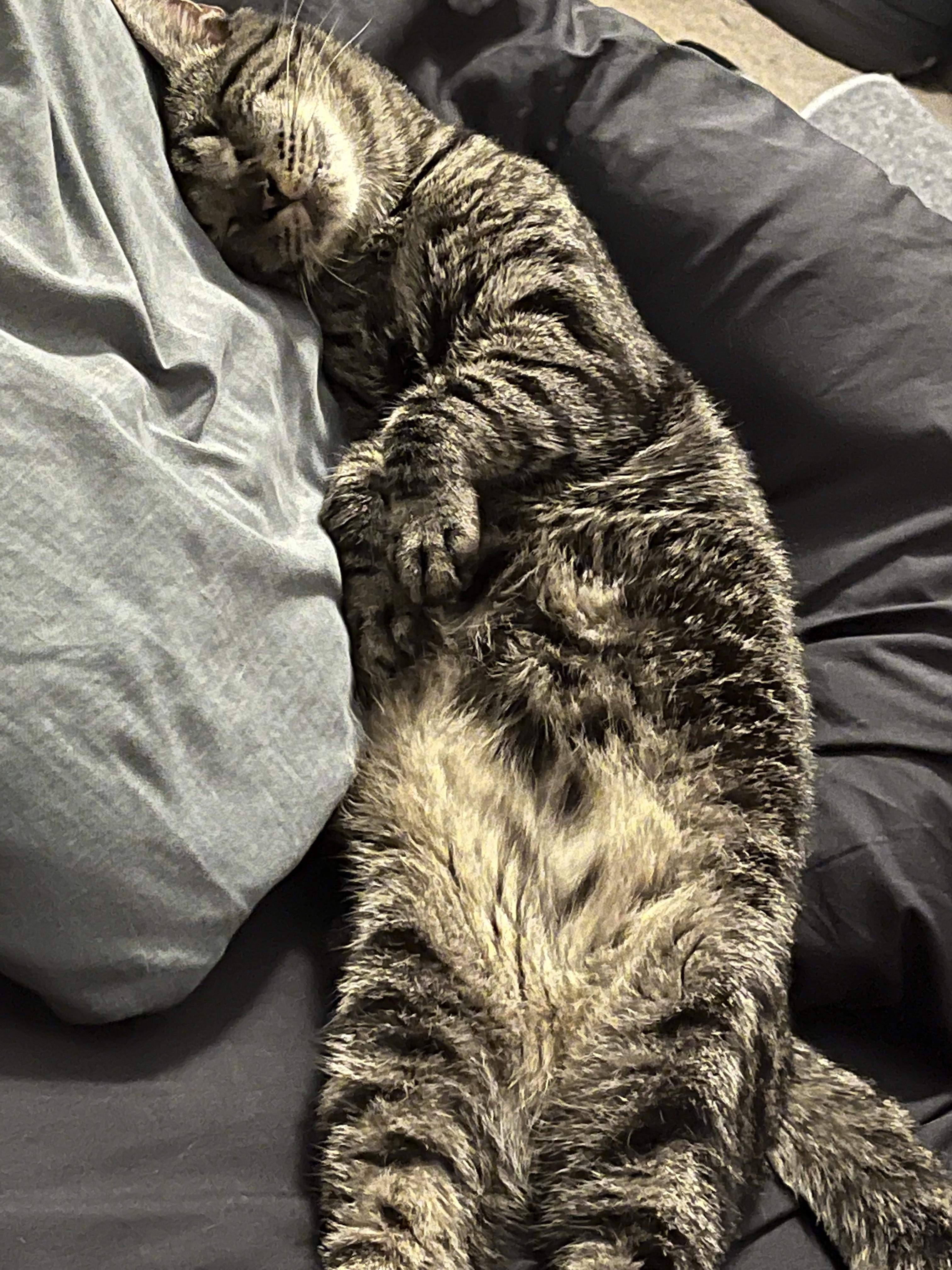 [OC] This is why I can’t get under my covers when it’s bedtime | Scrolller