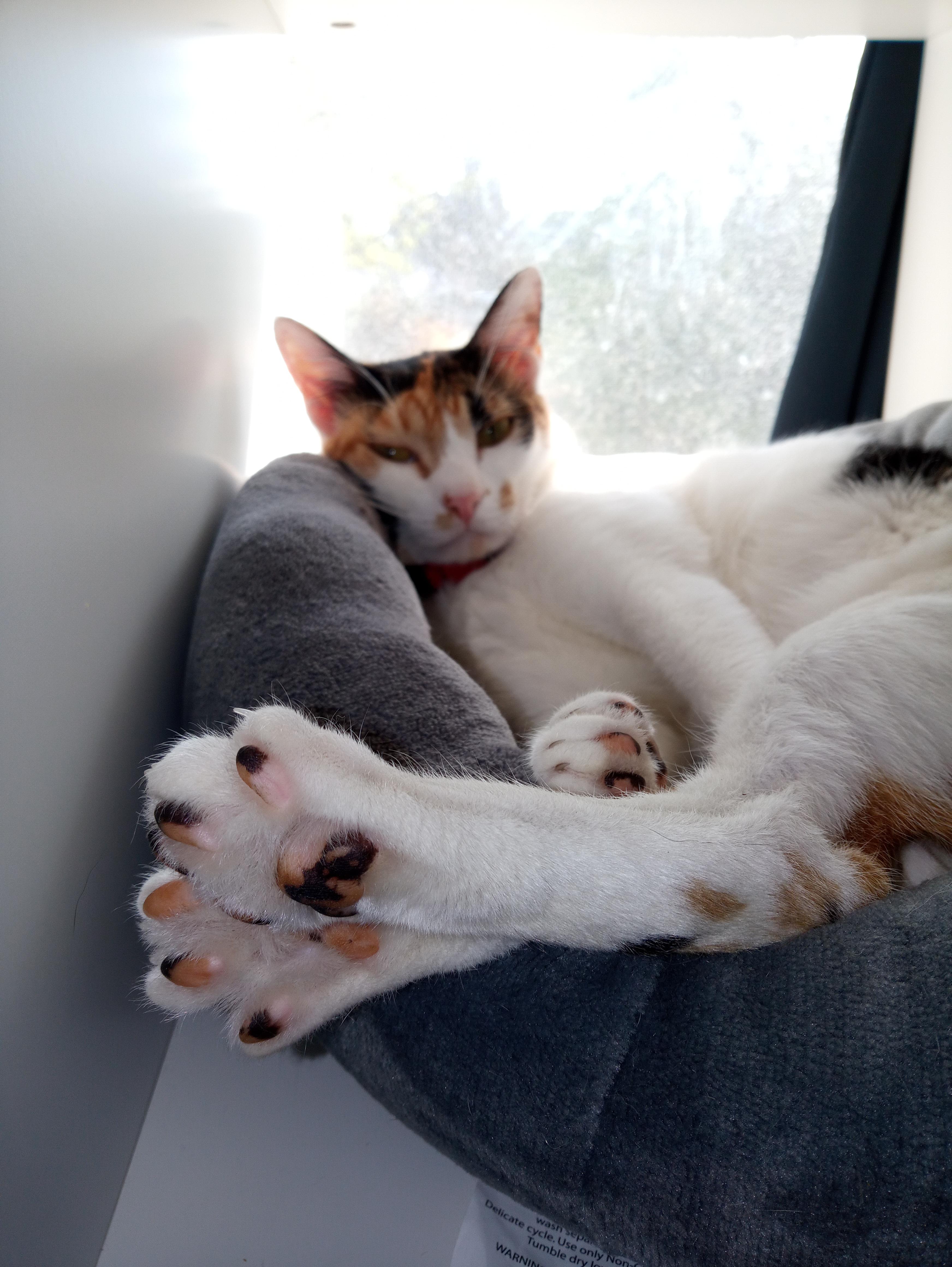 Toe Beans | Scrolller