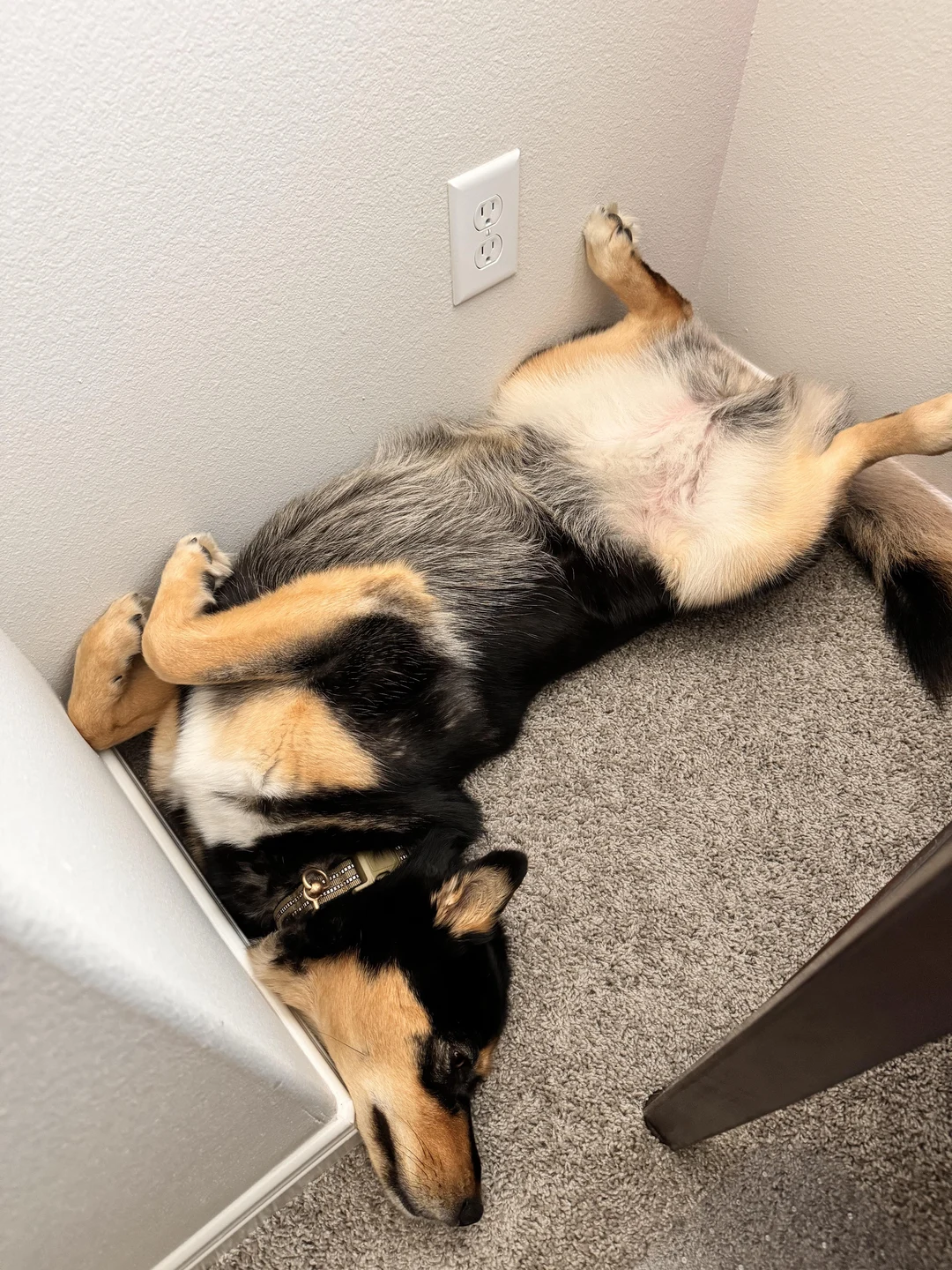 Lazy Doggo | Scrolller